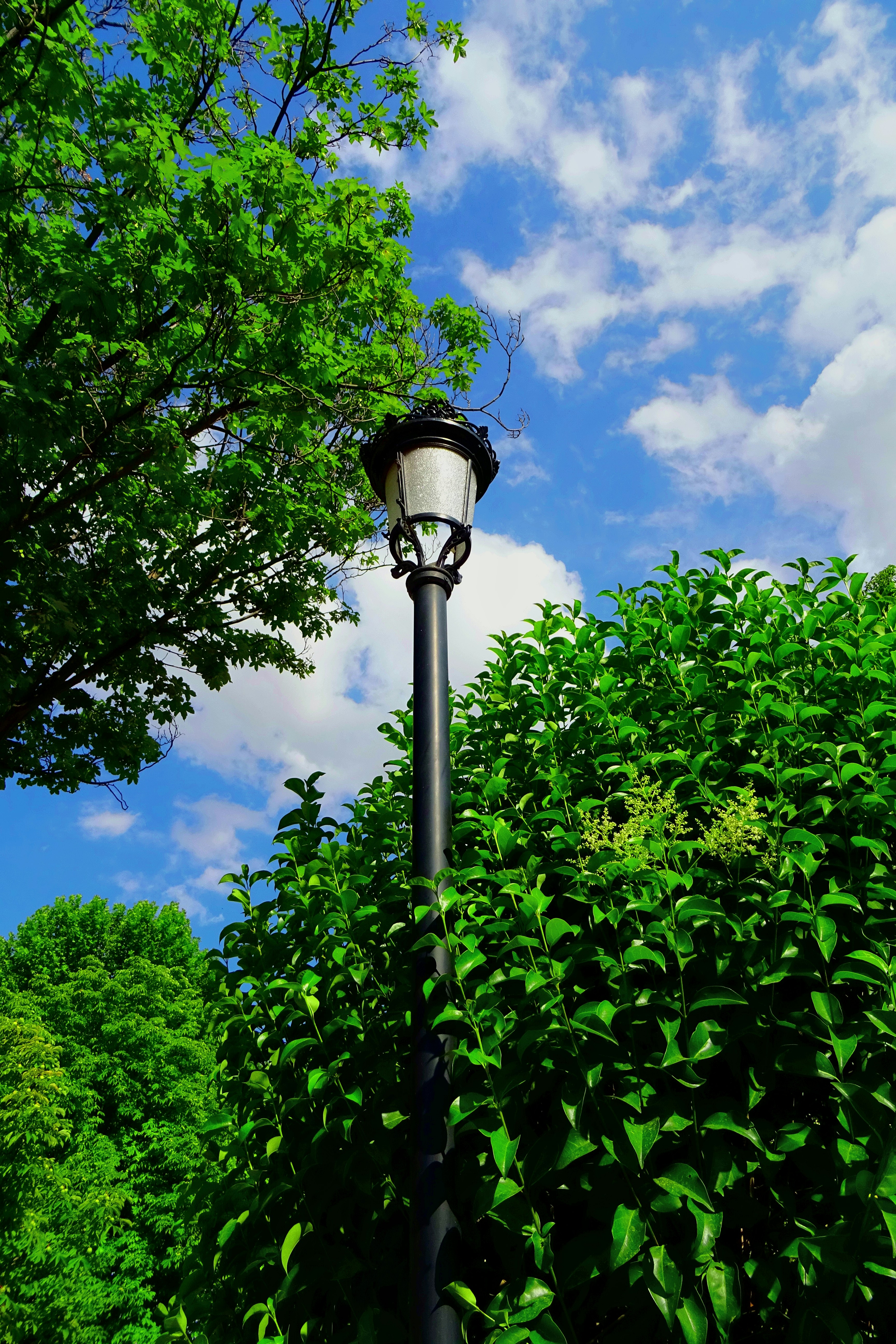 Streetlamp Amid Verdant Canopy Under a Clear Sky