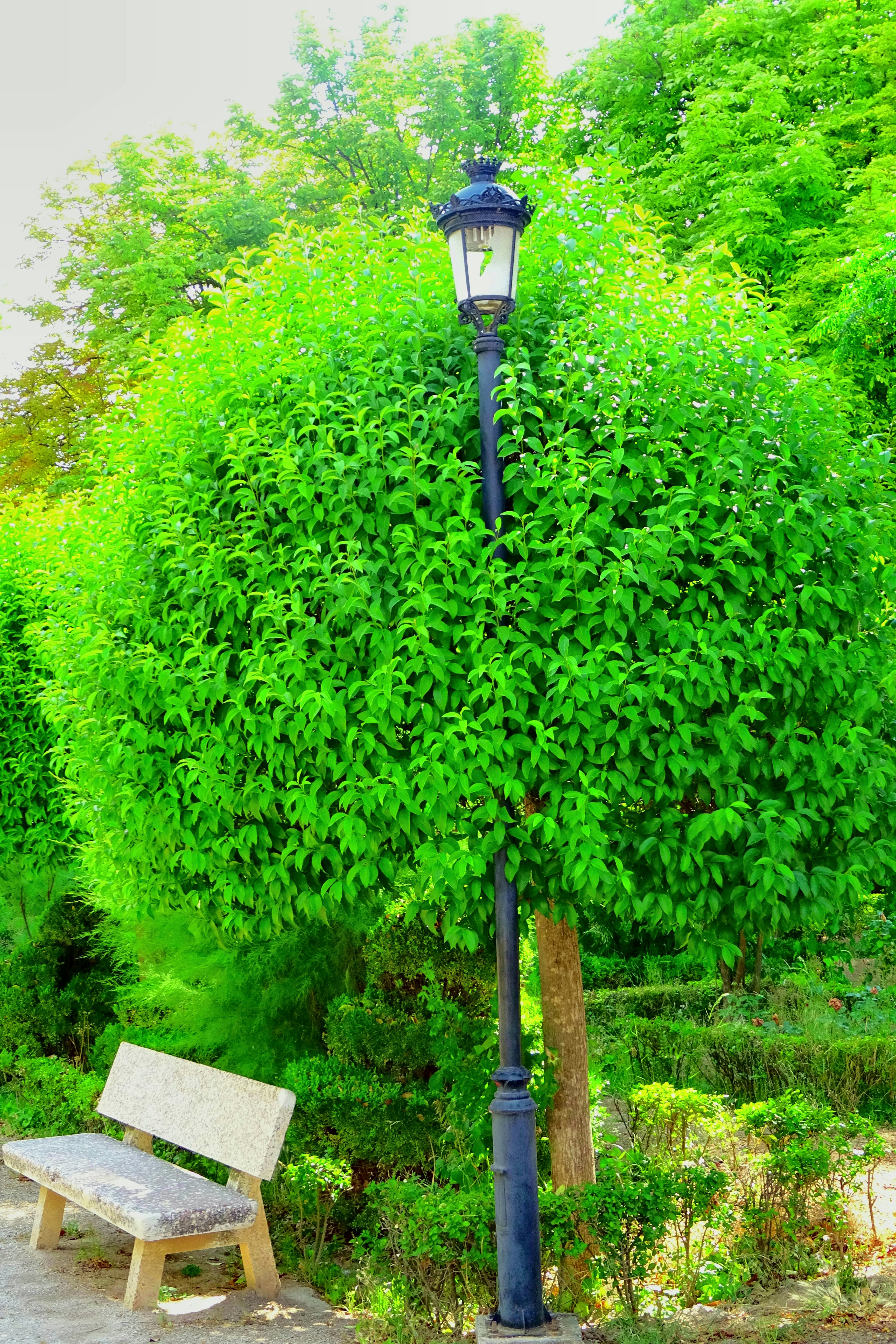 Luminous Green Lantern: A Park Lantern Surrounded by Verdant Canopy