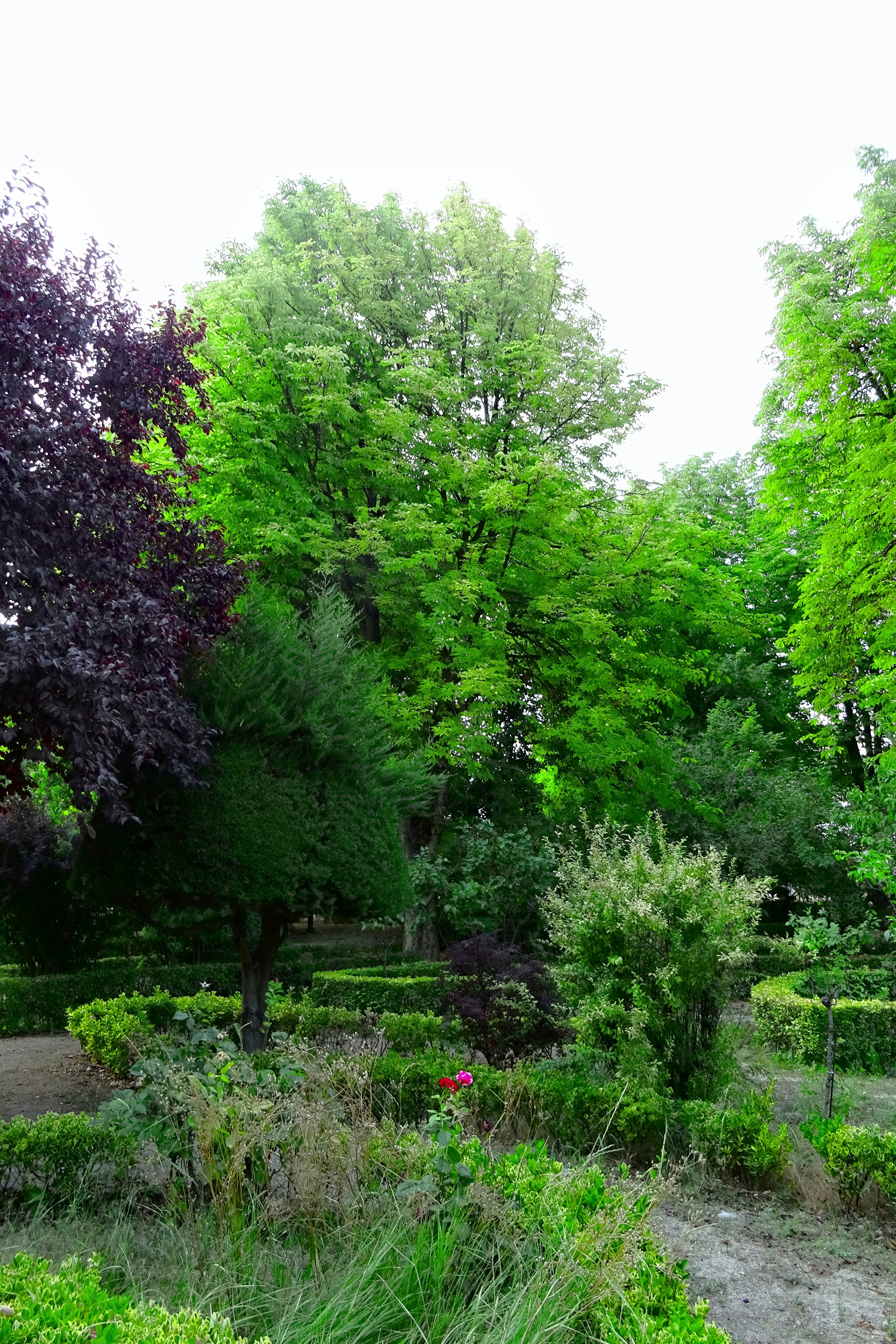 Sunlit Garden Canopy: A Quiet Burst of Spring Greens