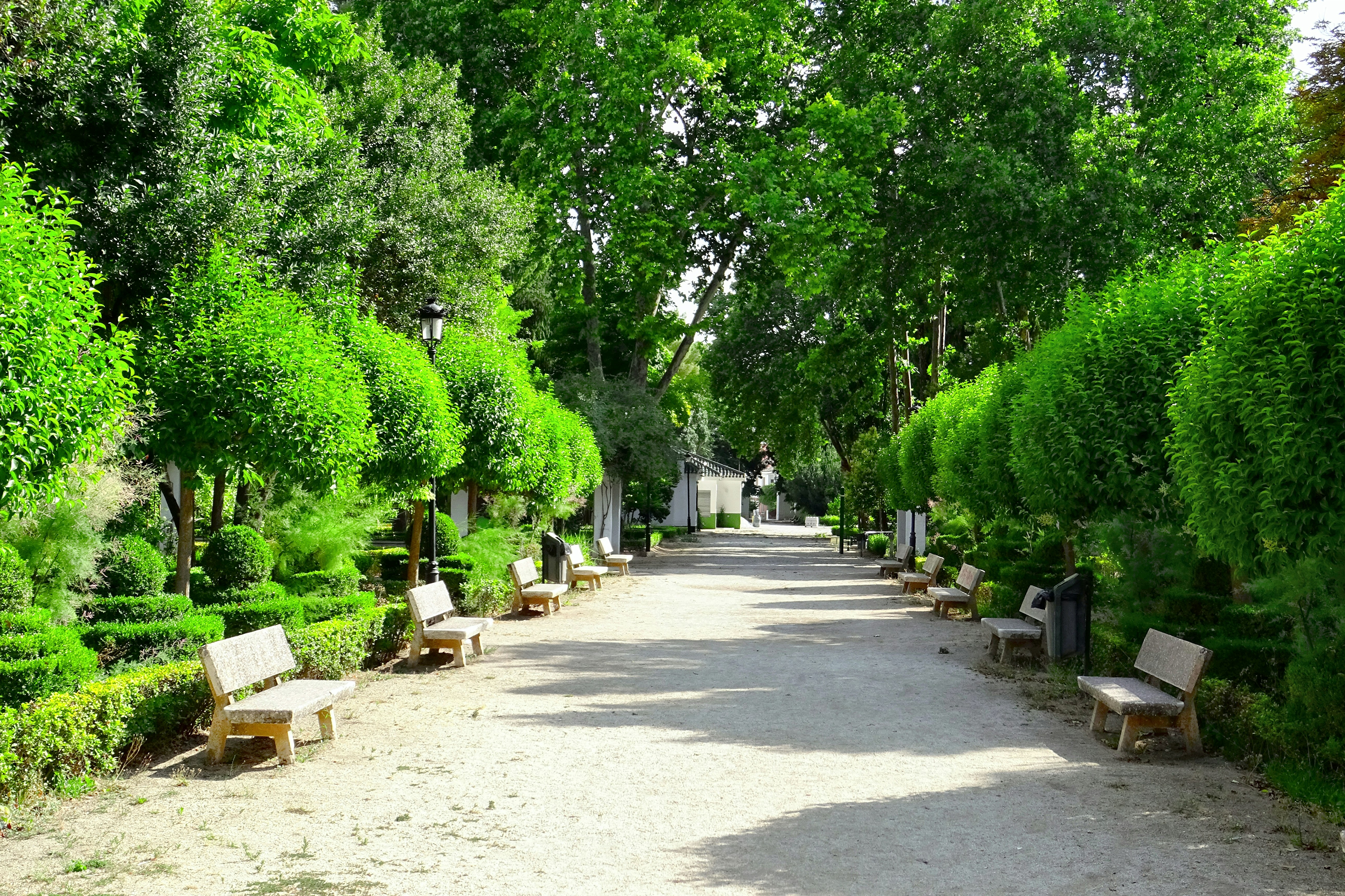 Vibrant park path lined with trimmed hedges and wooden benches in bright daylight. A serene, tree-lined walkway recedes into the distance, inviting a calm stroll.