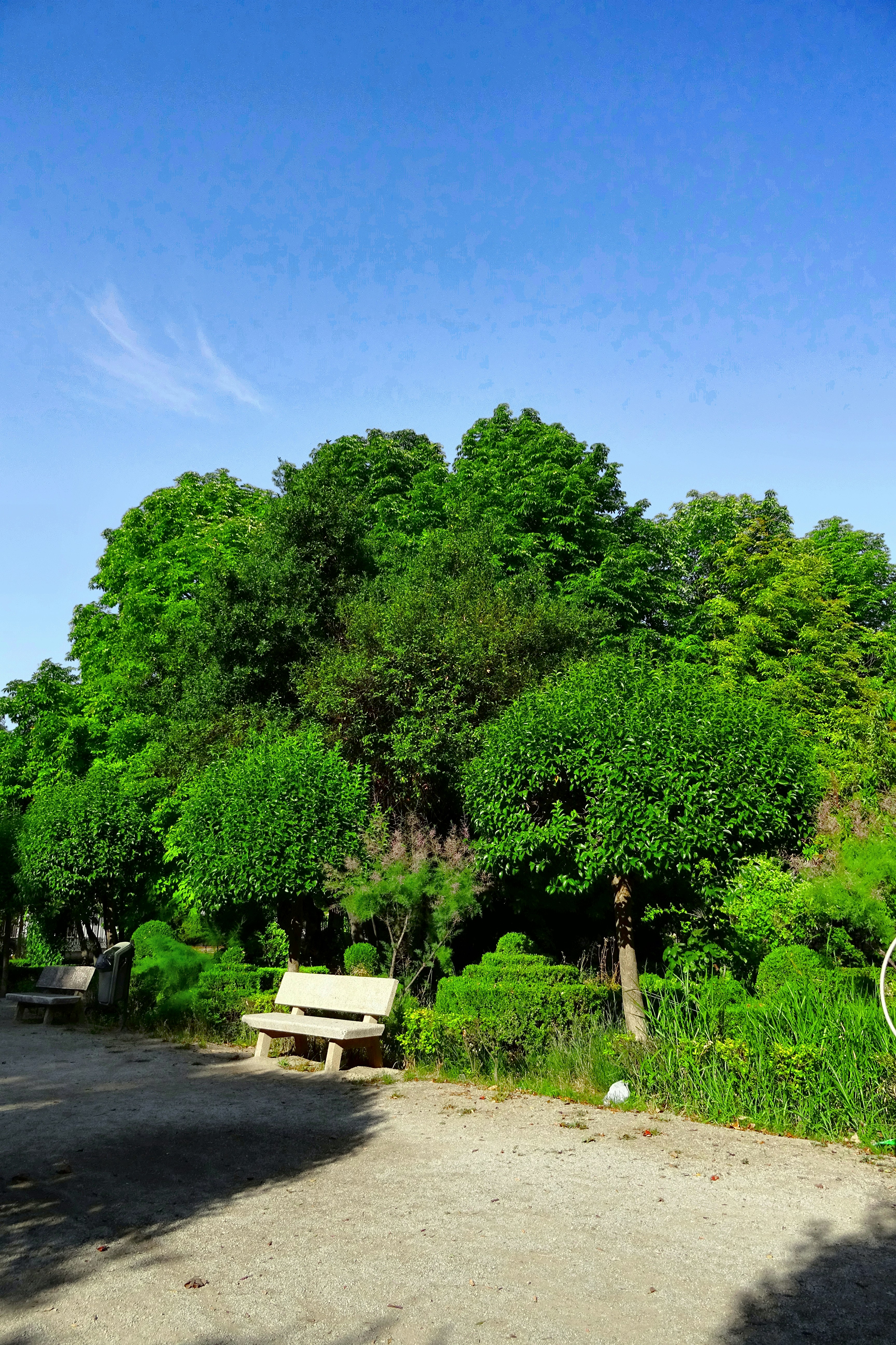 Sunlit Park Benches Beneath a Canopy of Green