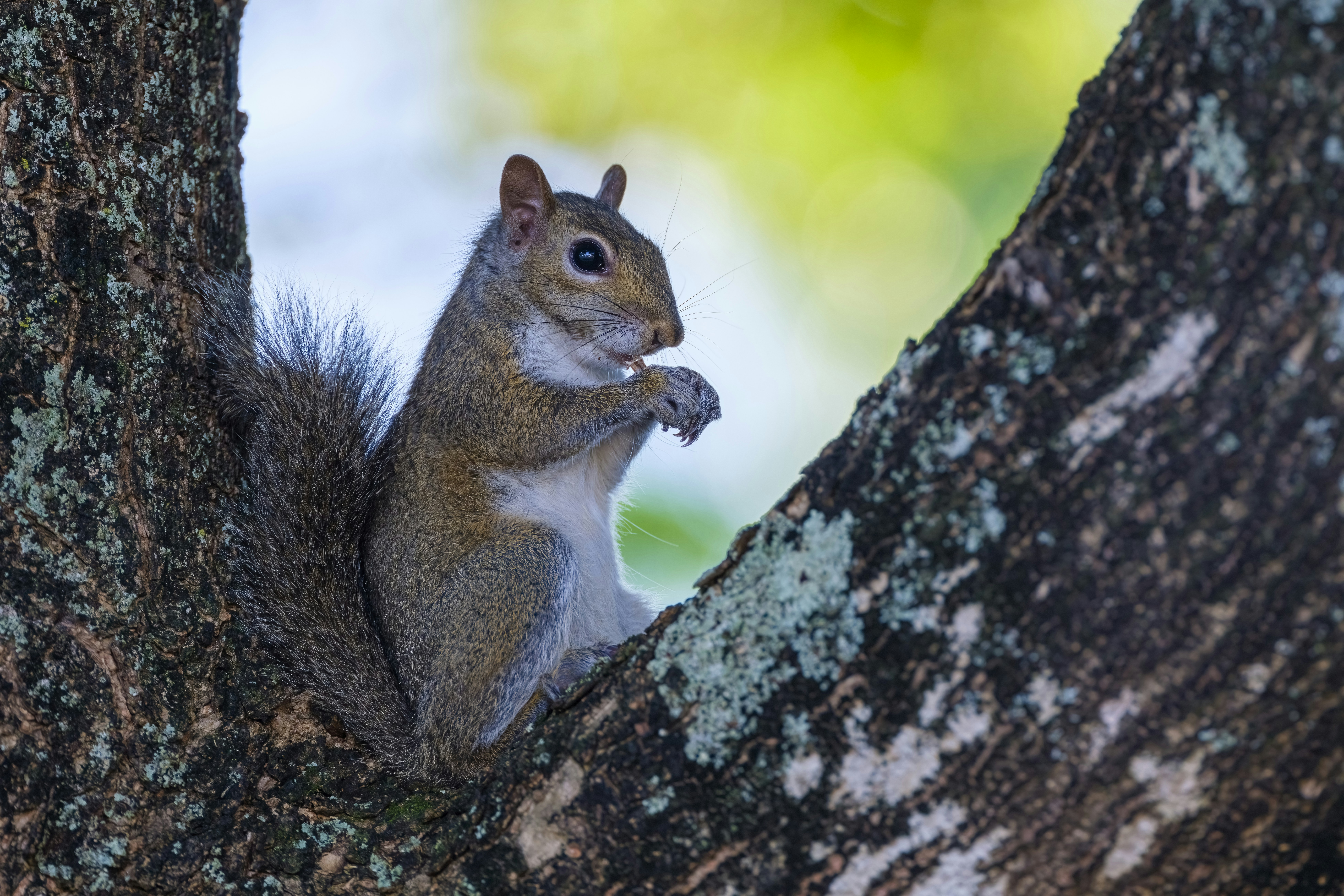 Squirrel in a Sunlit Fork: A Close-Range Moment on Rough Bark