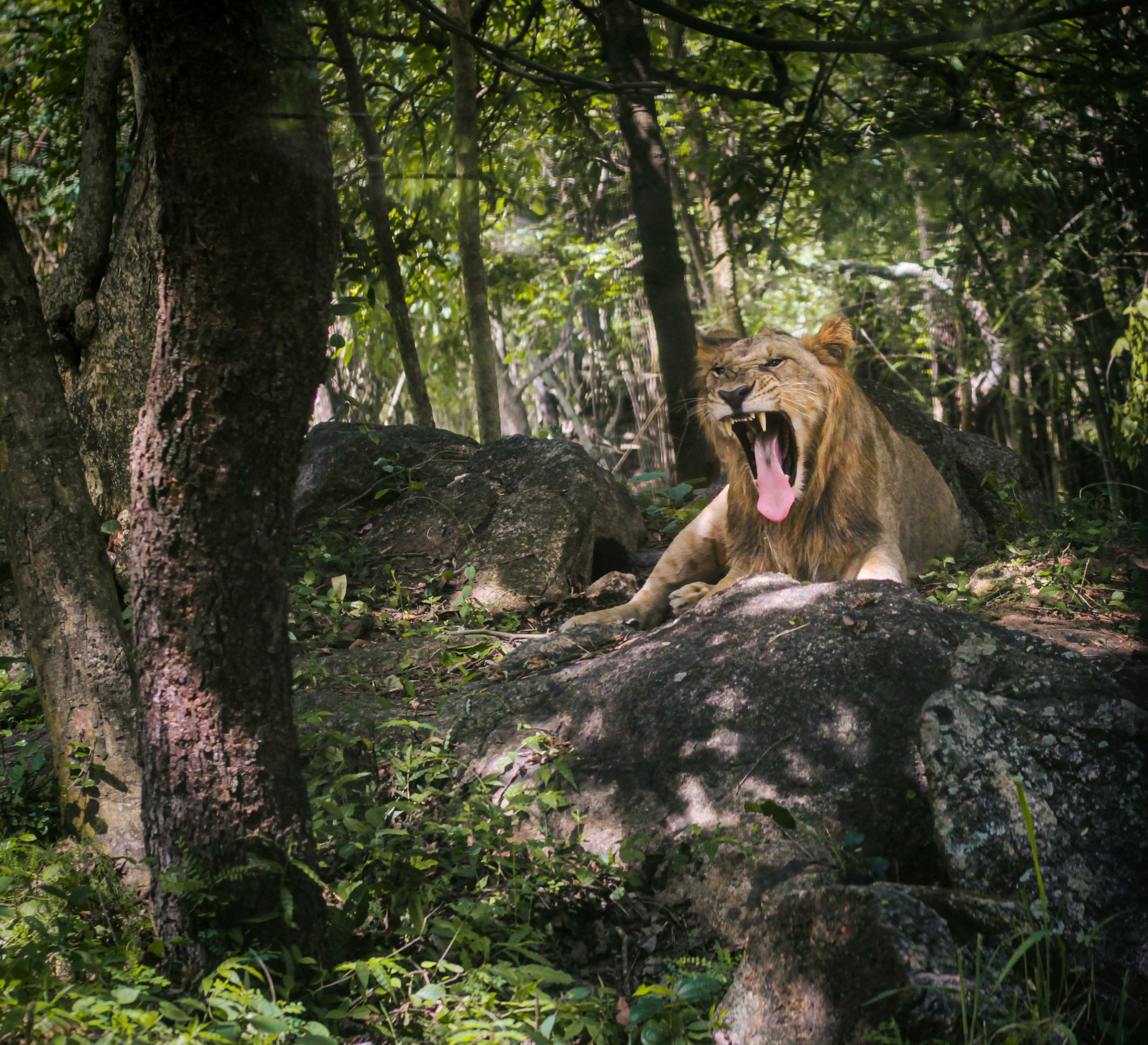 Lioness on a sunlit rock in a shaded forest den