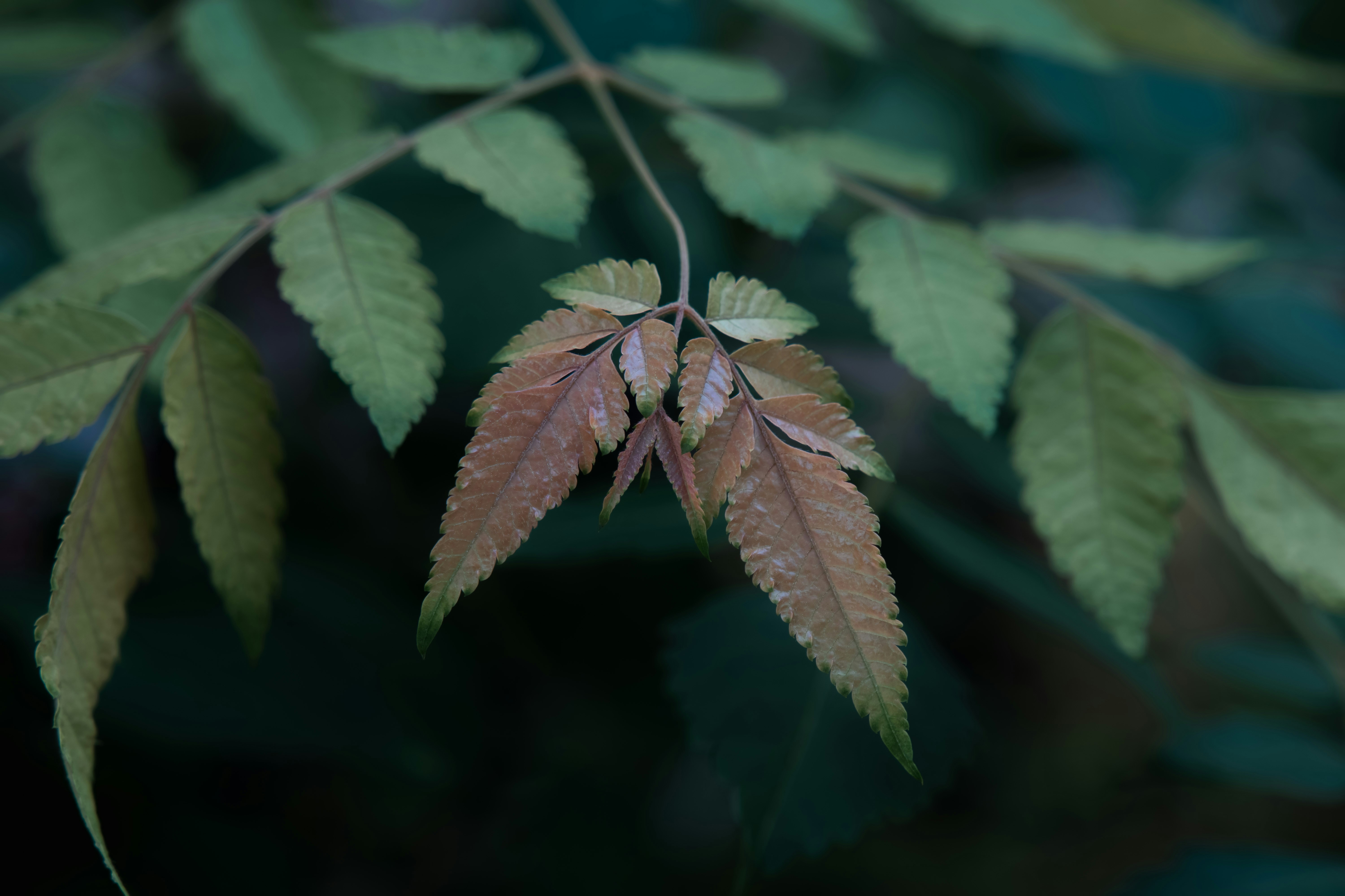 Small Cluster of Rust-Toned Foliage Centered in Evening Light