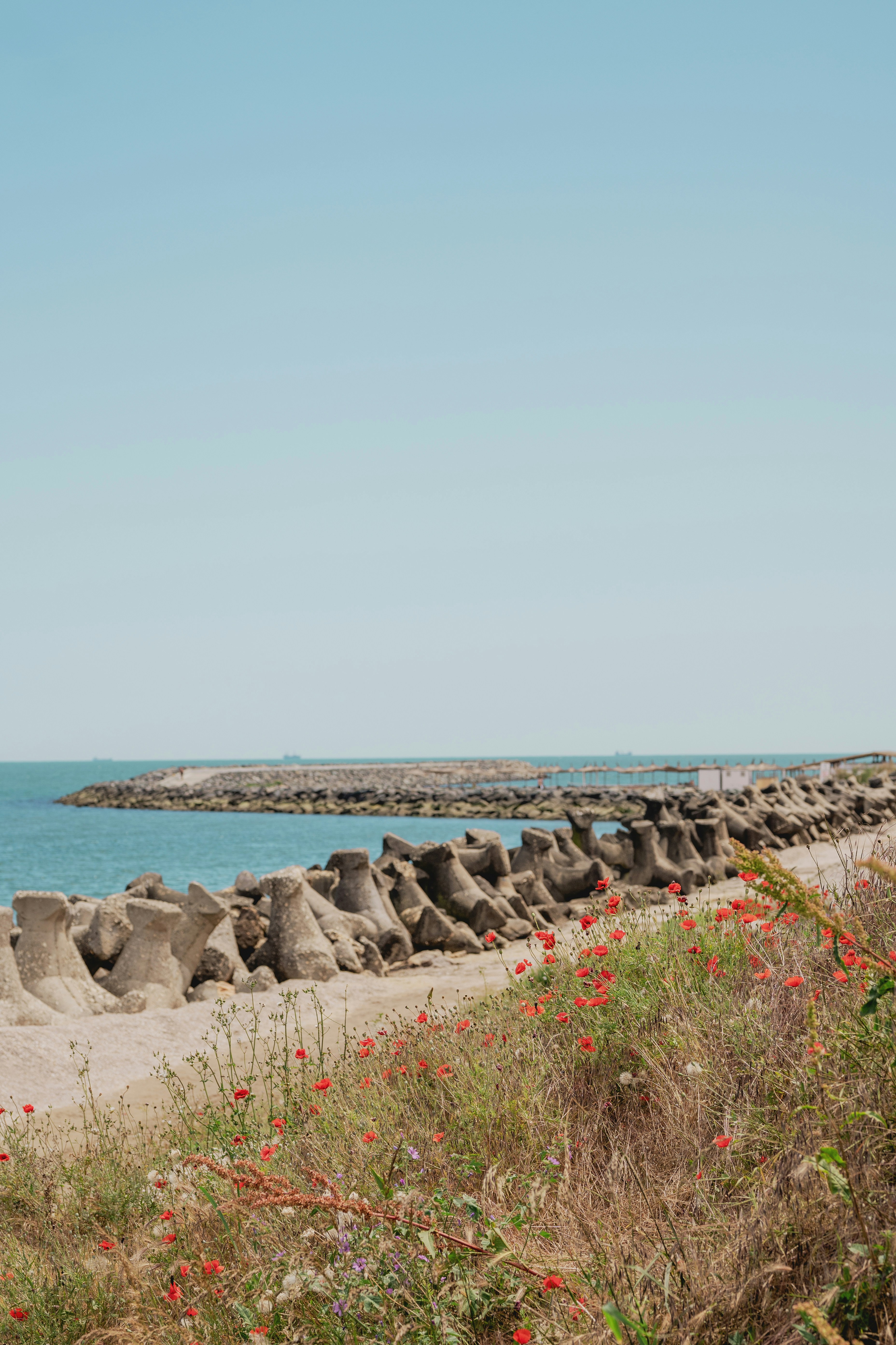 Coastal Breakwater and Wildflowers under a Soft Sky