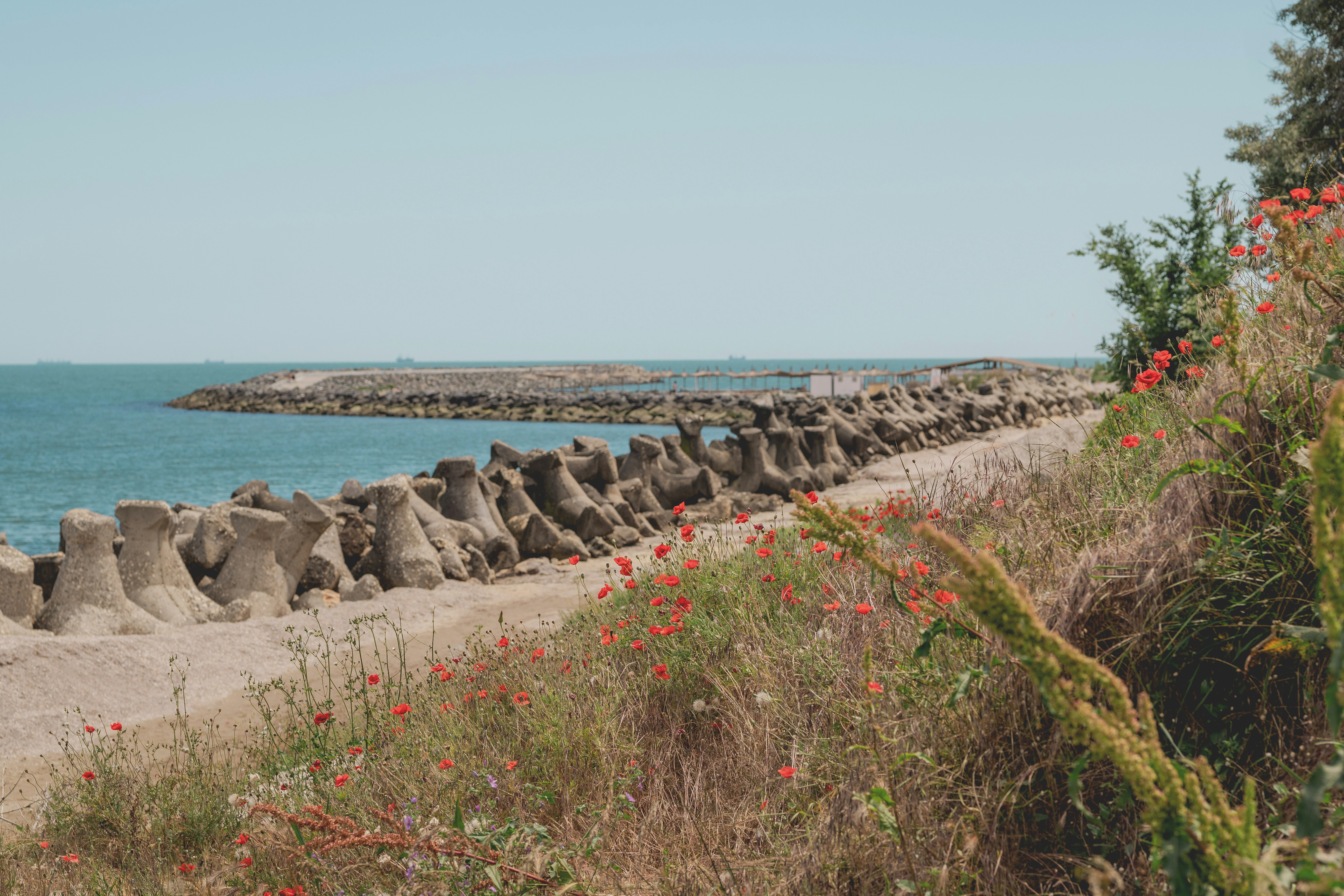 Coastal Breakwater Amid Wildflowers under a Clear Blue Sky