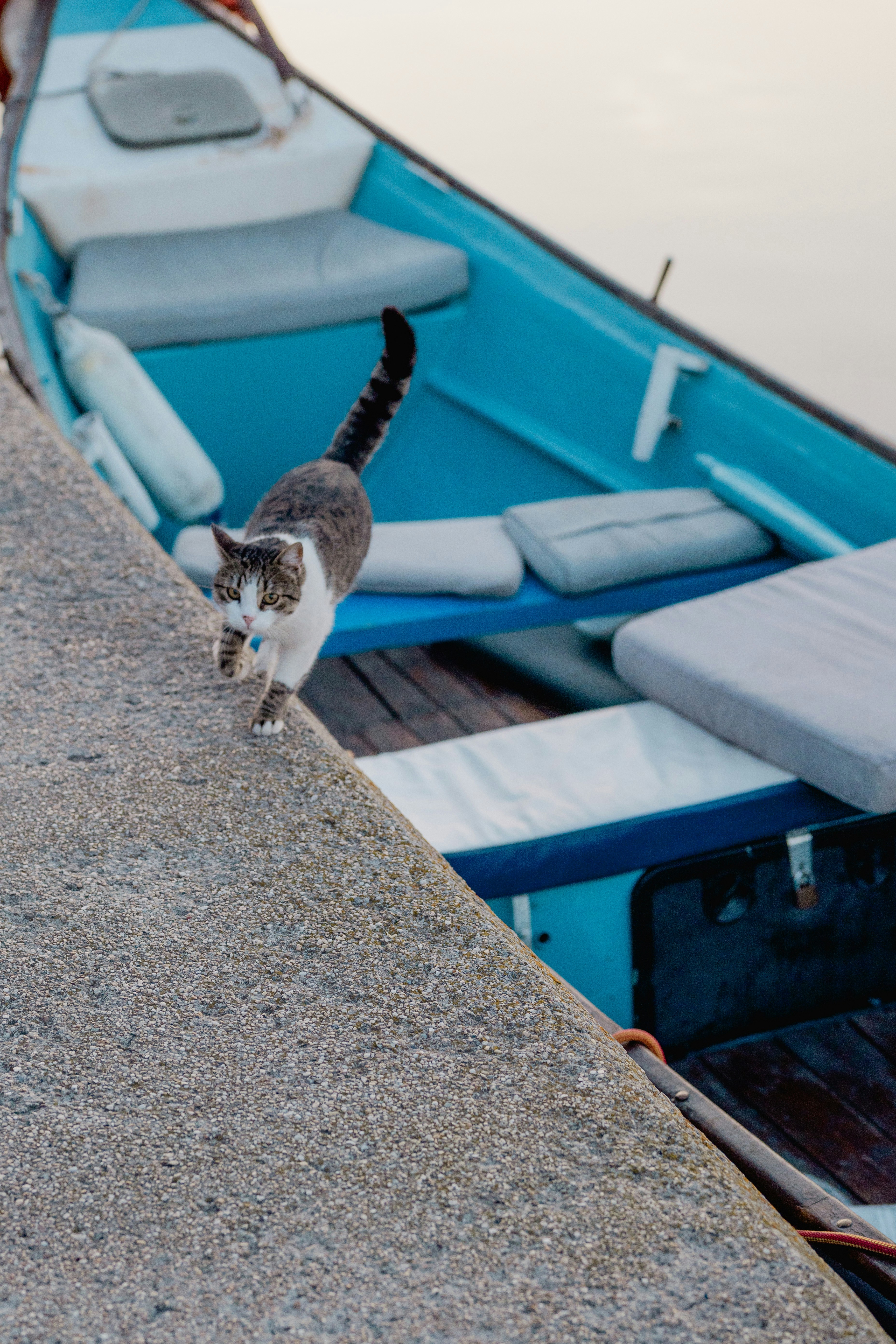 Cat on the Wharf: A Curious Pounce by the Blue Boat