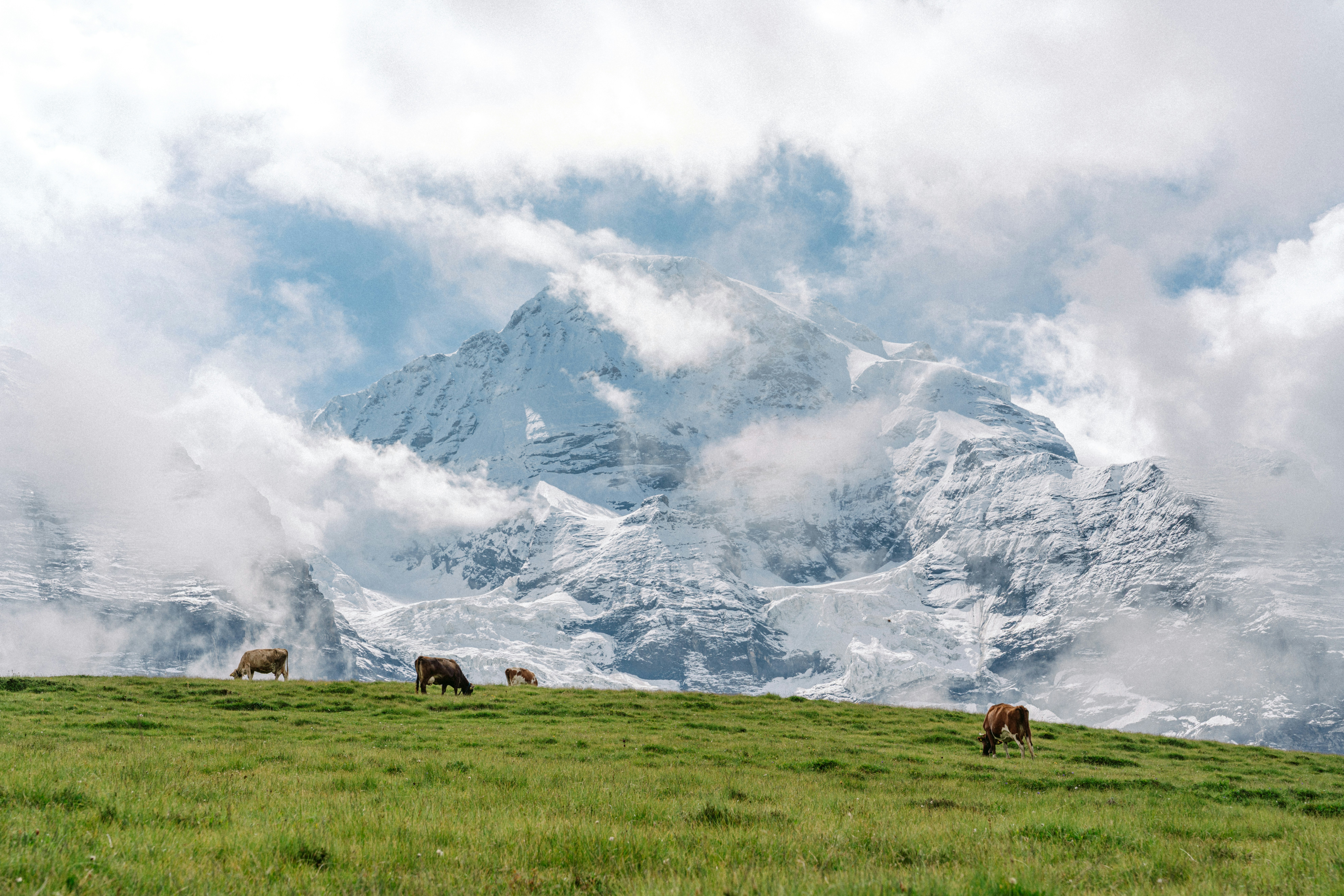 Pasture under Snowbound Peaks