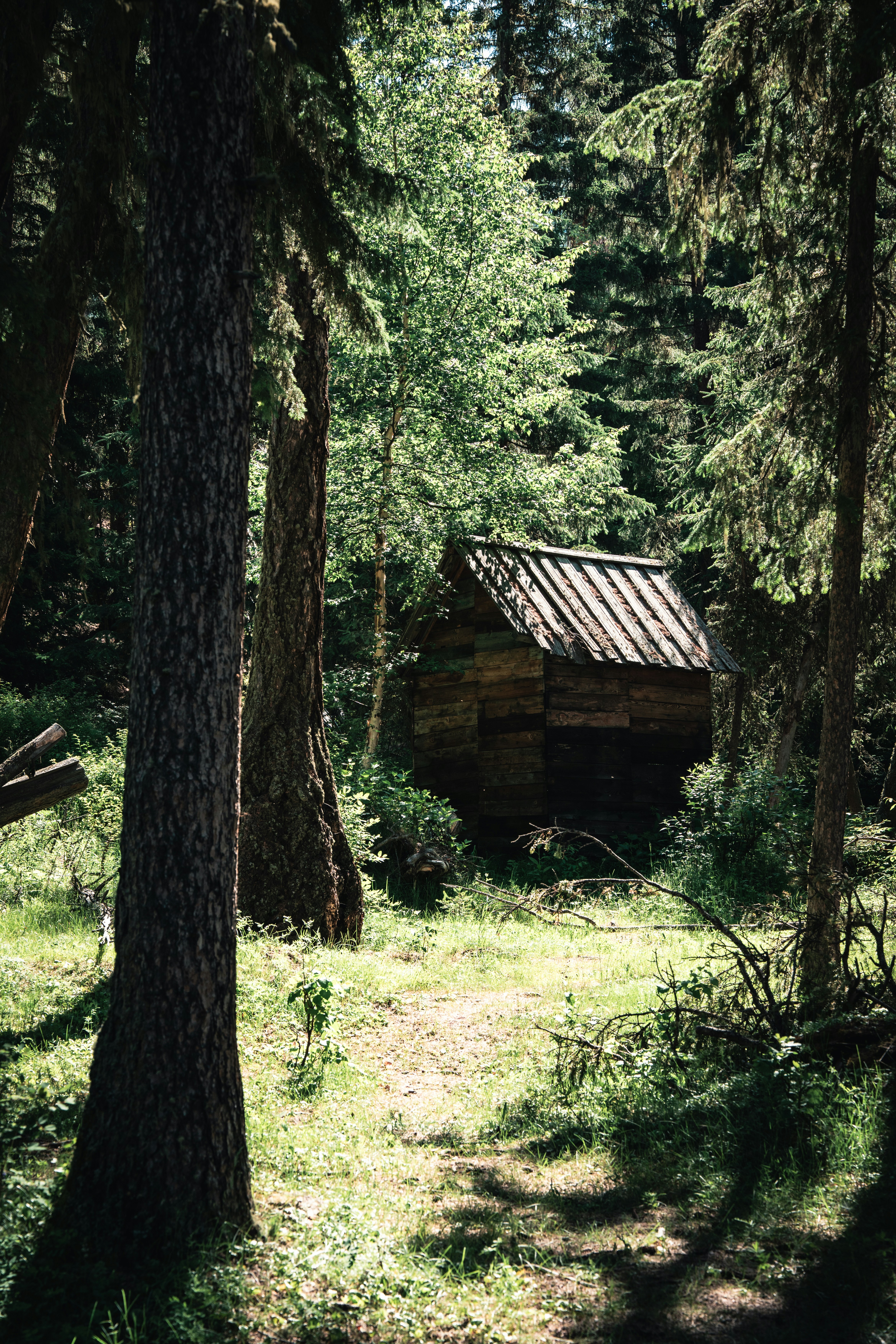 Forest Cabin Nestled Between Sunlit Pines