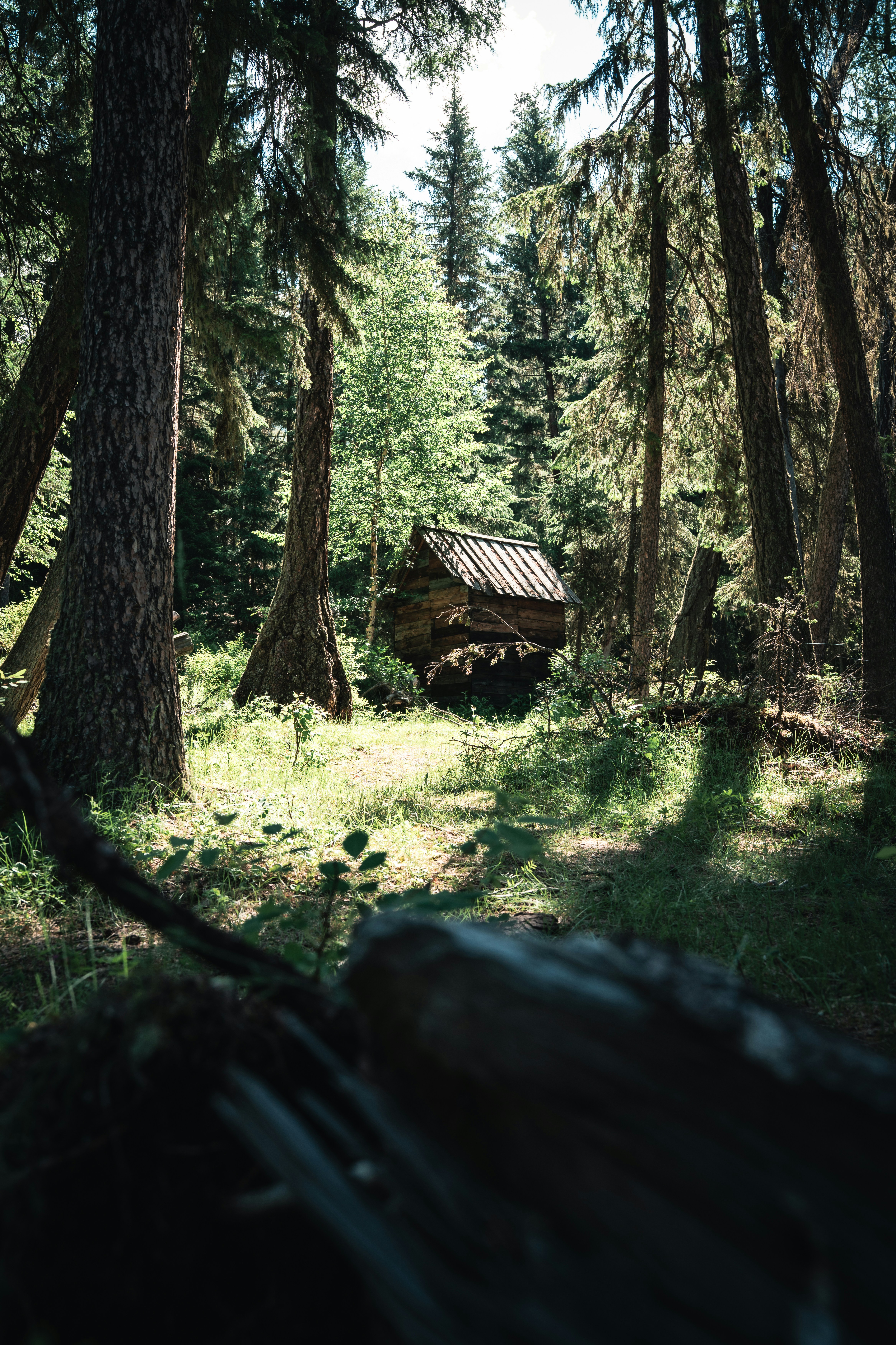 Sunlit Woodland Cabin Nestled Between Timeworn Pines