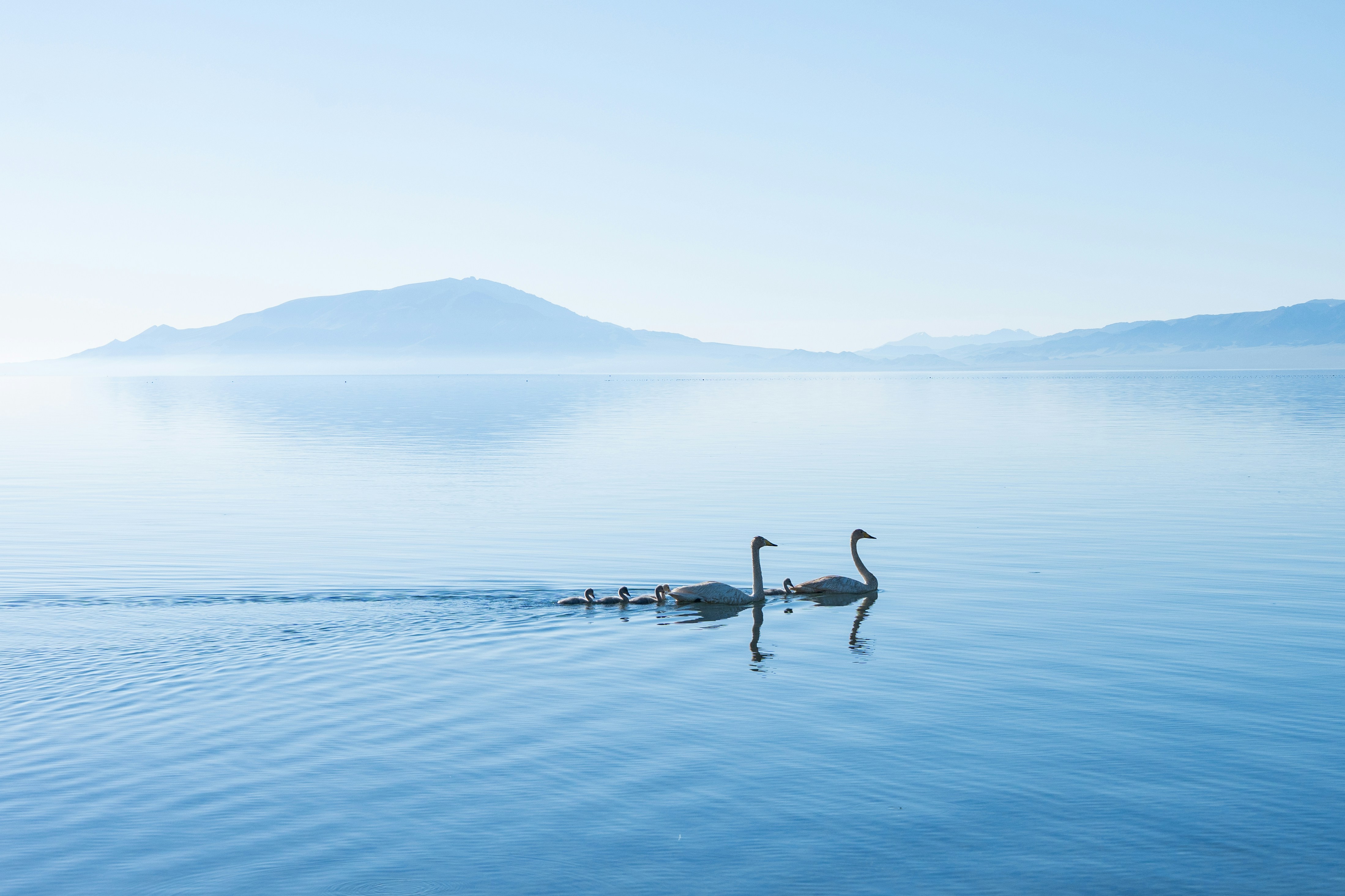 Serene Swan Family Gliding Through Misty Blue Silence