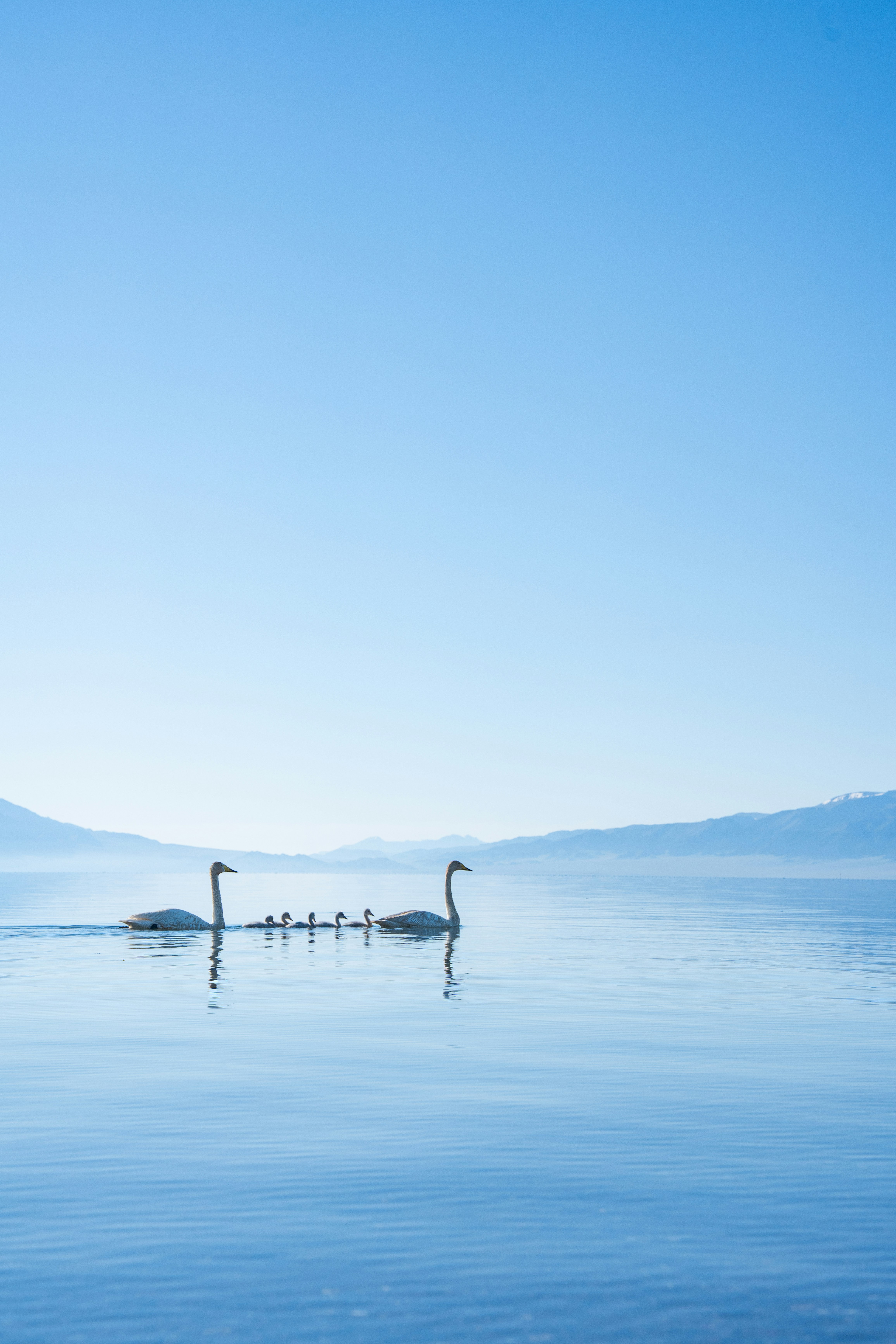 Gliding Family of Swans Across a Misty Blue Expanse