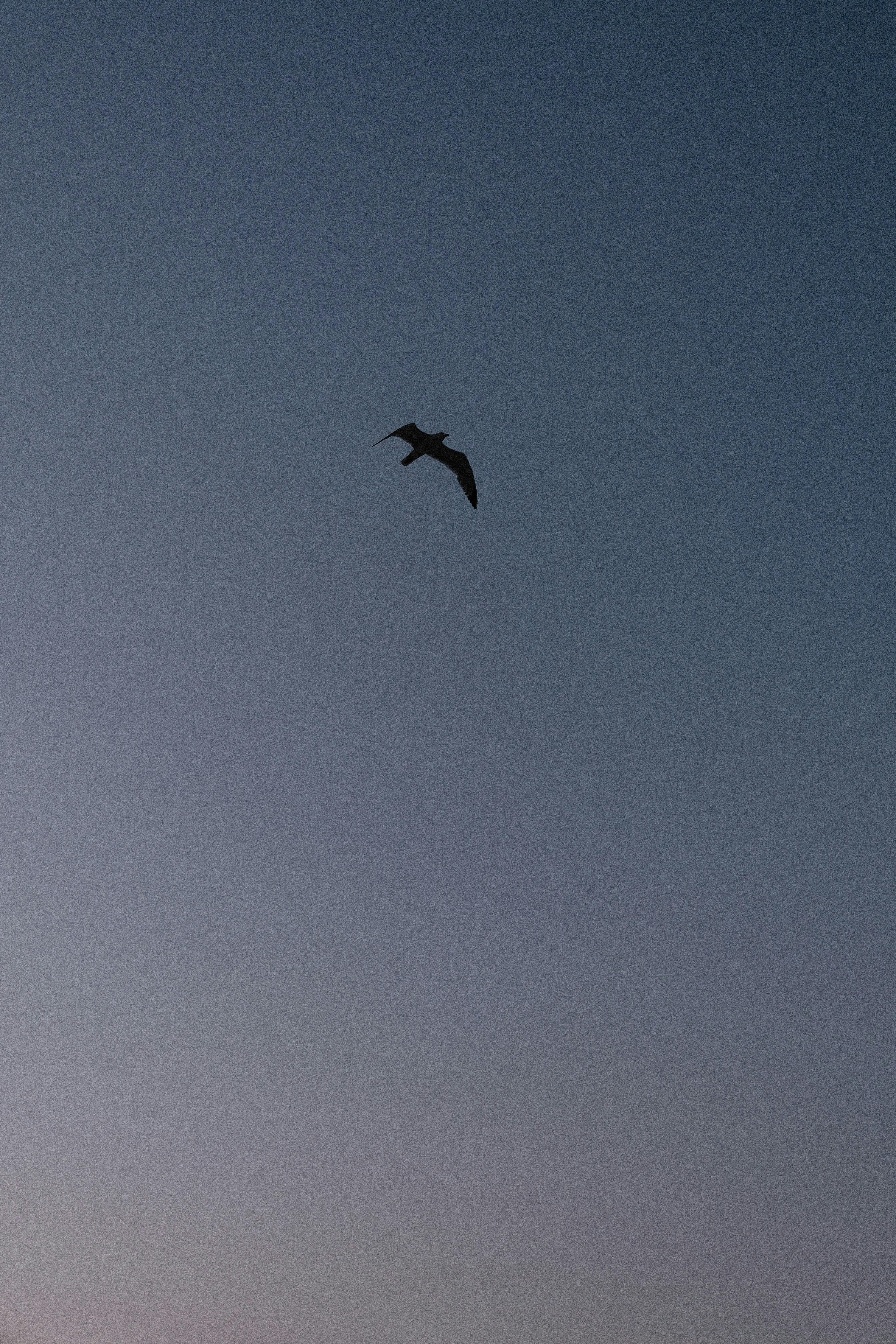 A lone seabird etched against dusk’s gradient sky