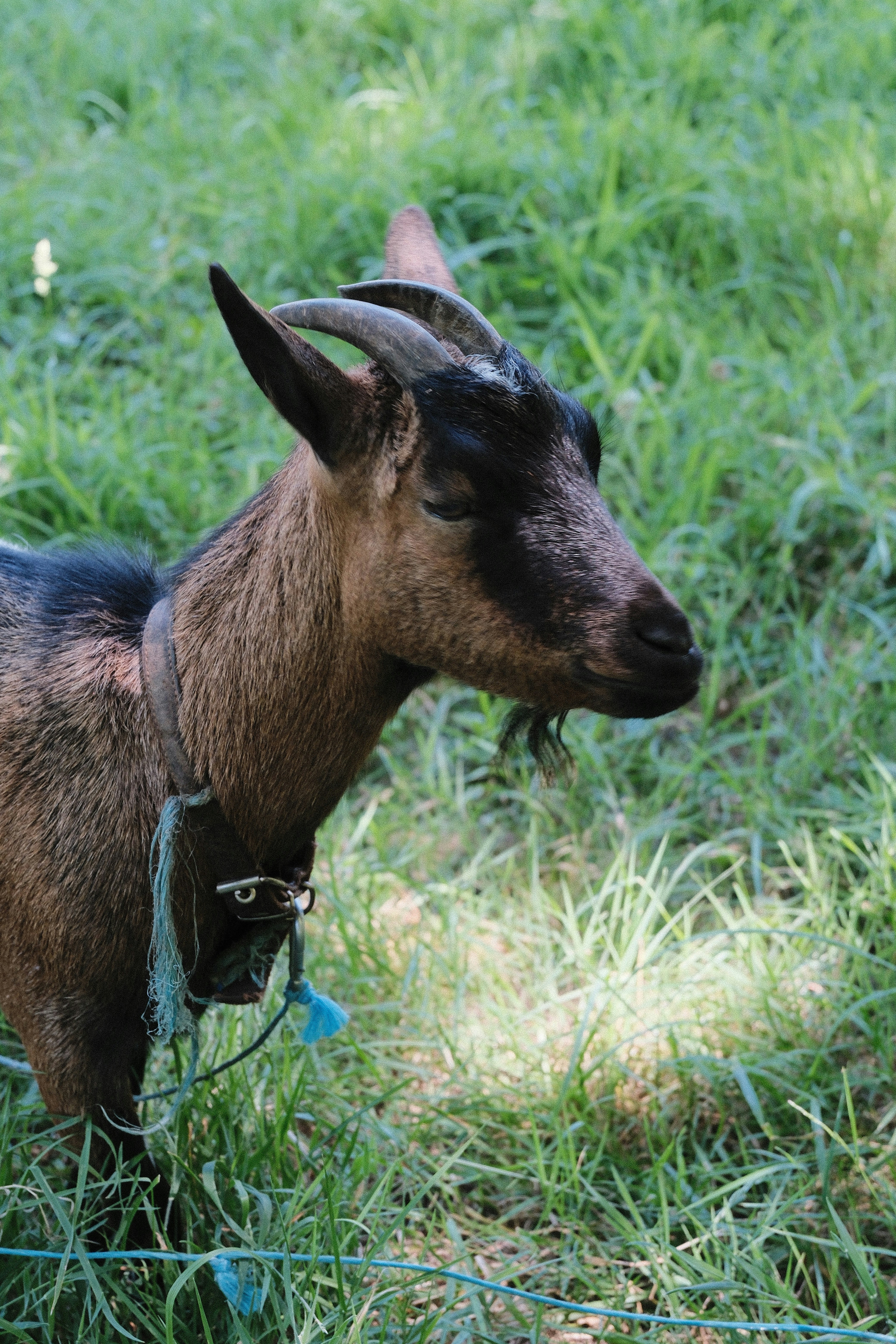 Goat in Green: a calm profile in sunlit pasture