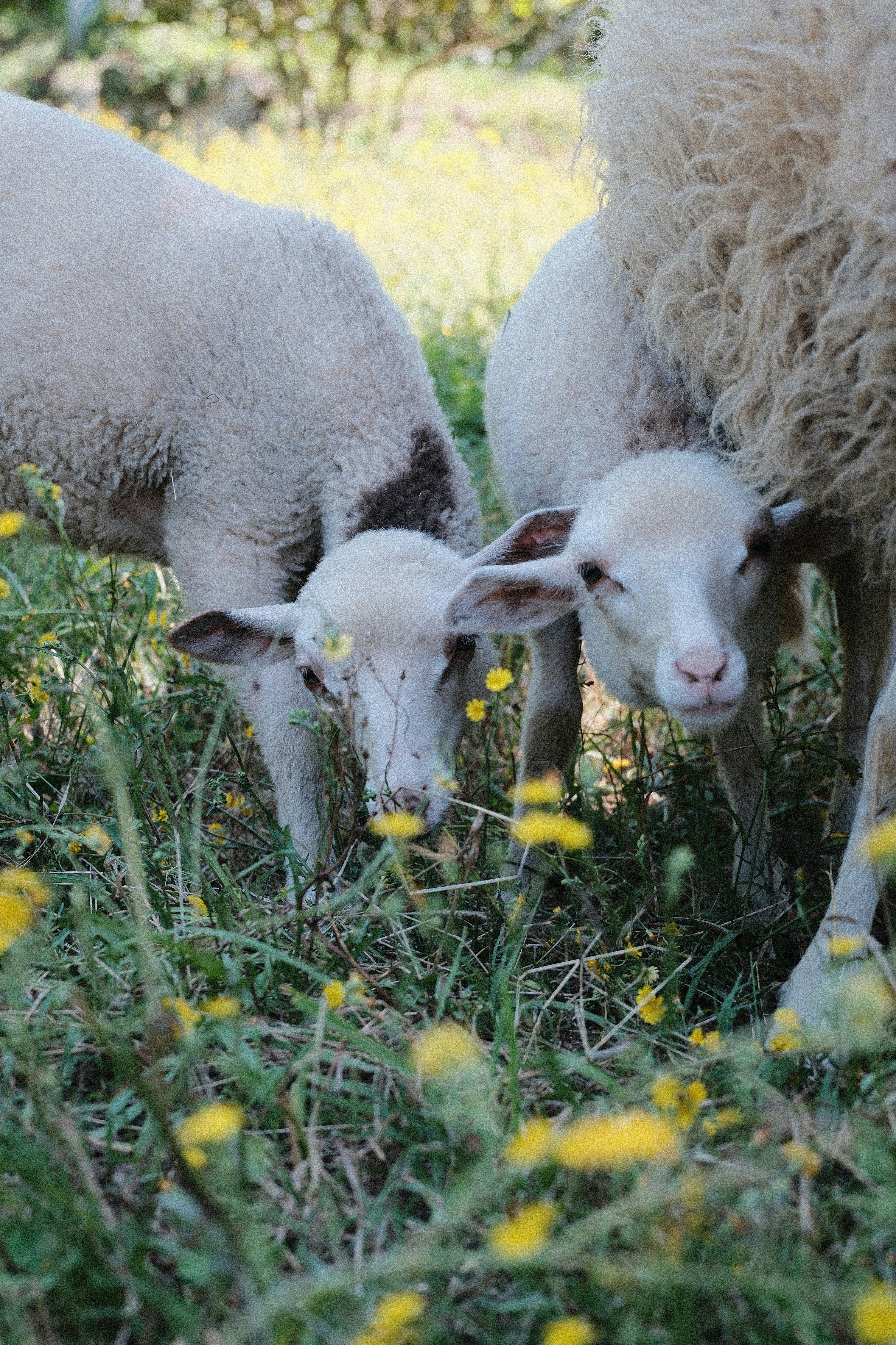 Pasture Portrait: Two White Lambs Nestled Among Yellow Blooms