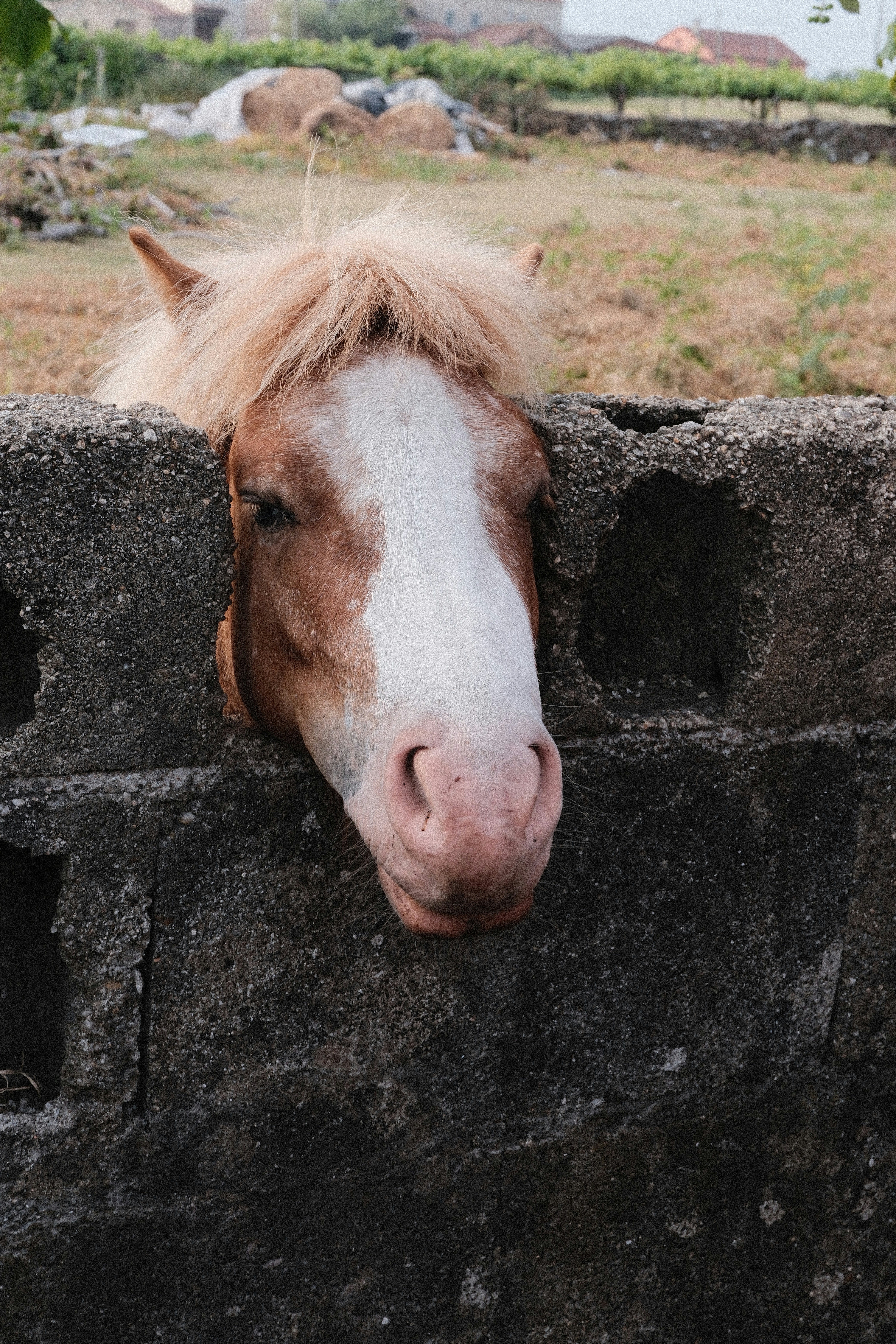 Peering Over the Wall: A Curious Pony in a Quiet Yard