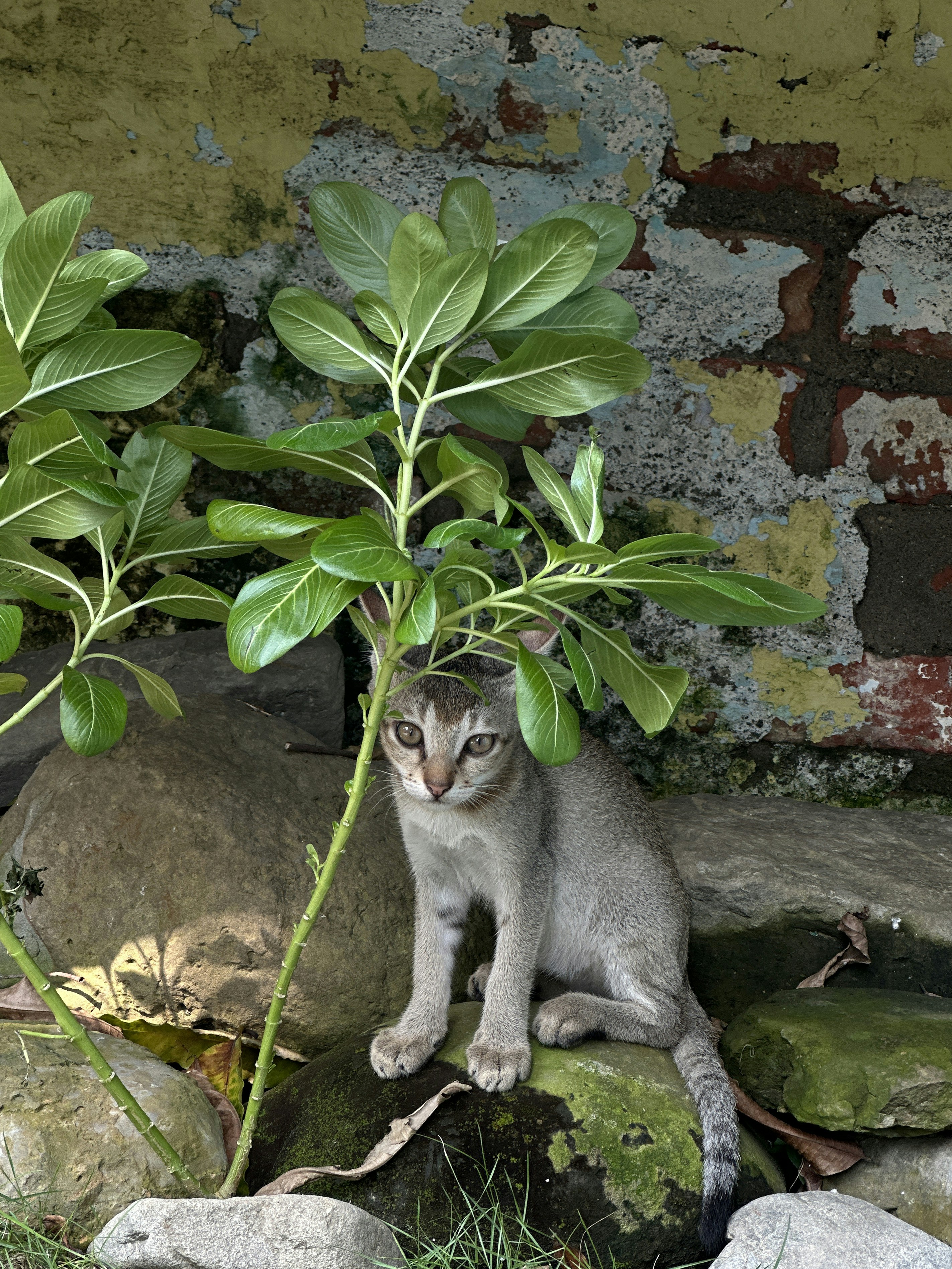 Grey Kitten Nested by Greenery and Stone