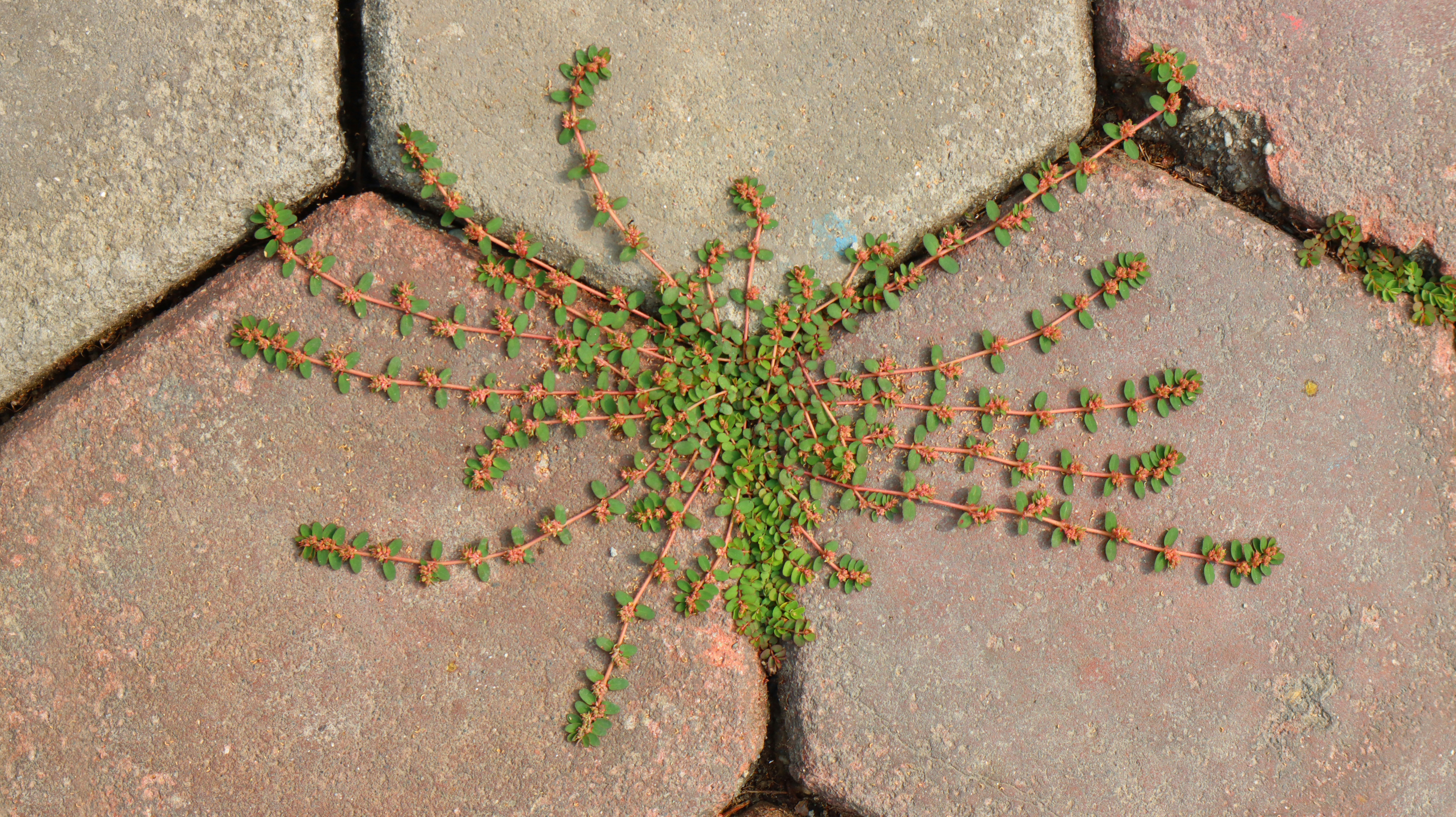 Weed of the Cracked Tile: a resilient green sprout between pavers