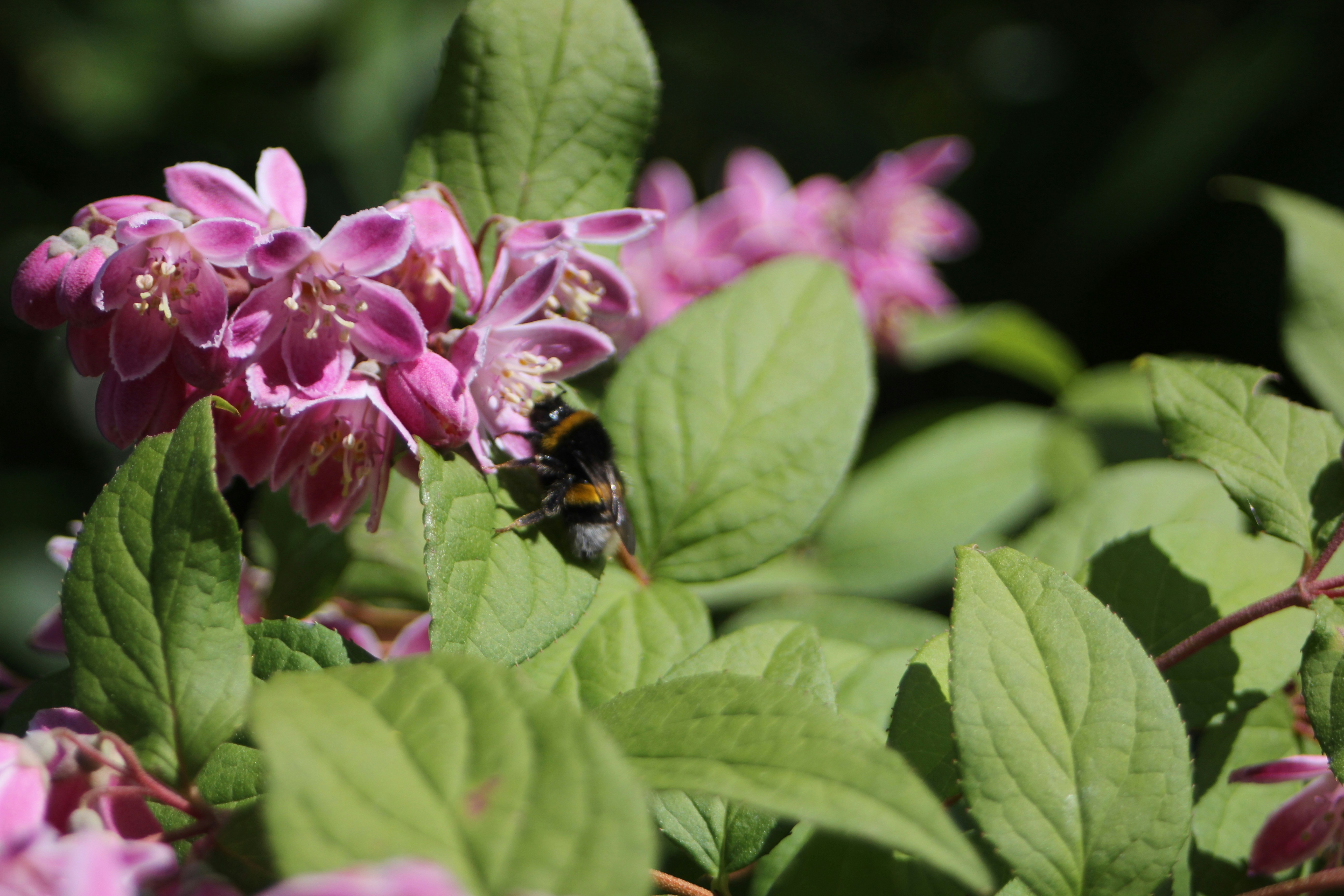 Buzzing Among Pink Clusters: A Bee In The Petal Chorus