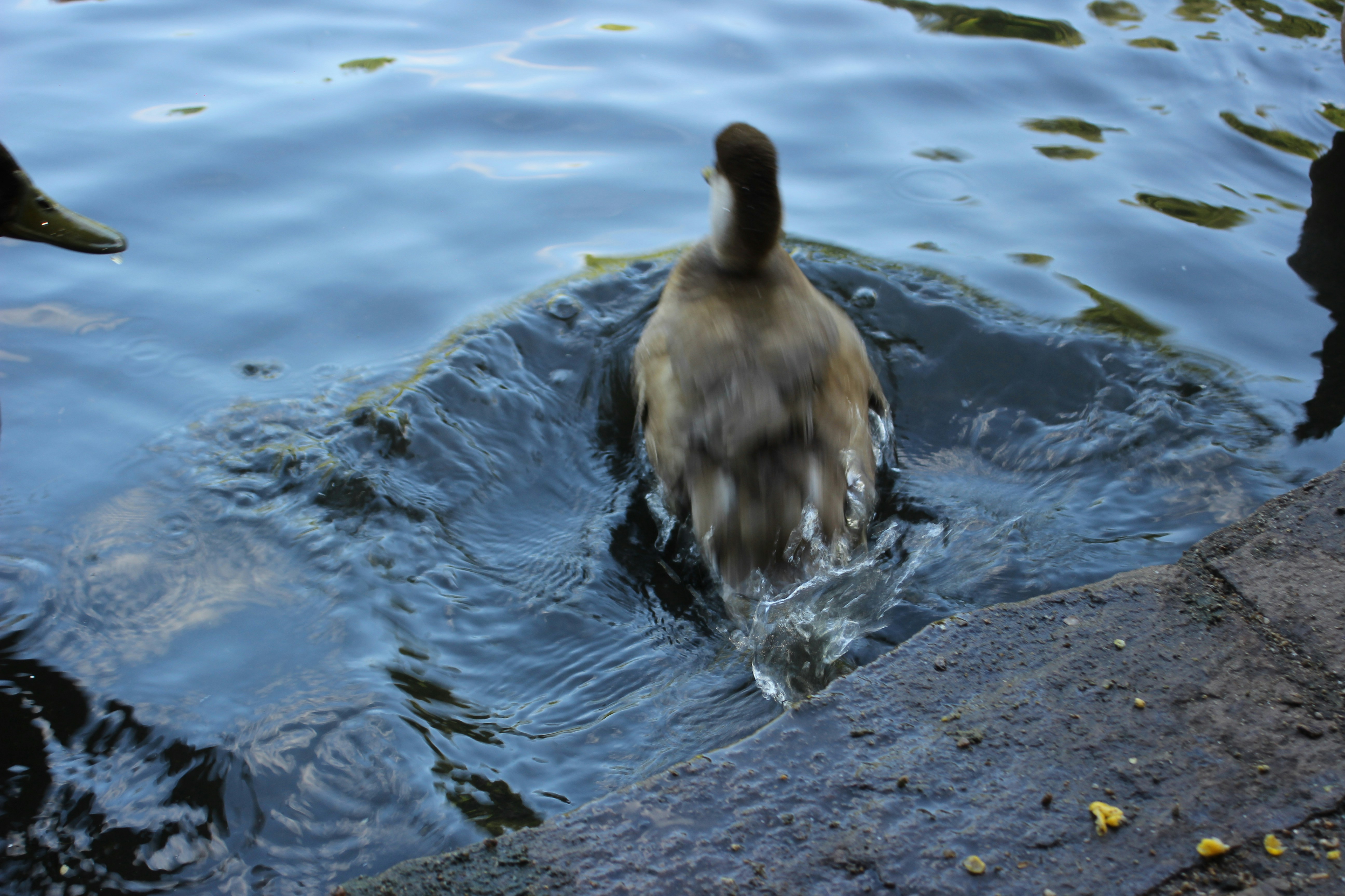 Diving Duck Emergence from Quiet Waters