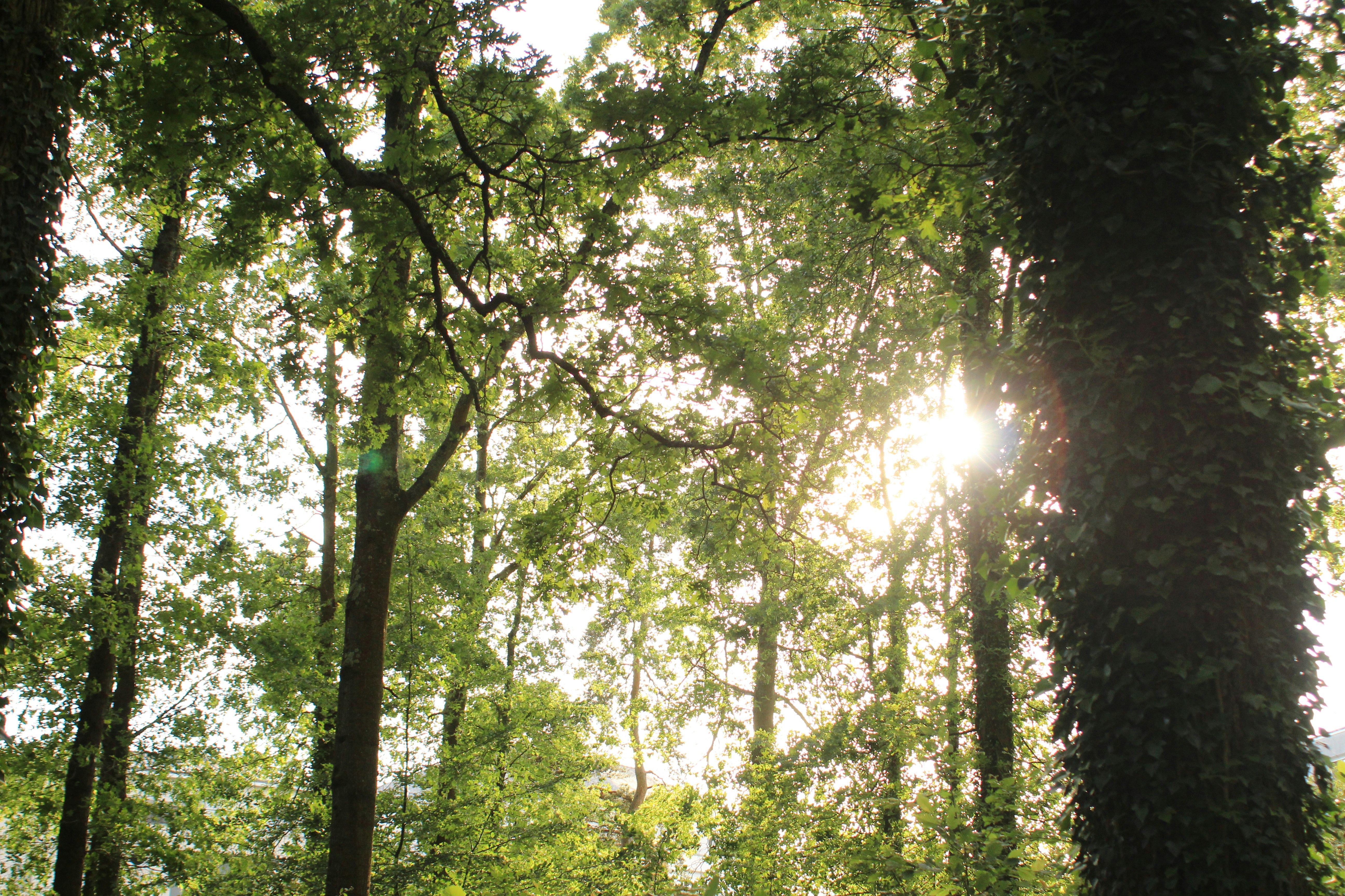 Sunlit grove with tall trunks and dappled leaves, showing rays of light piercing the canopy; a natural, peaceful forest scene.