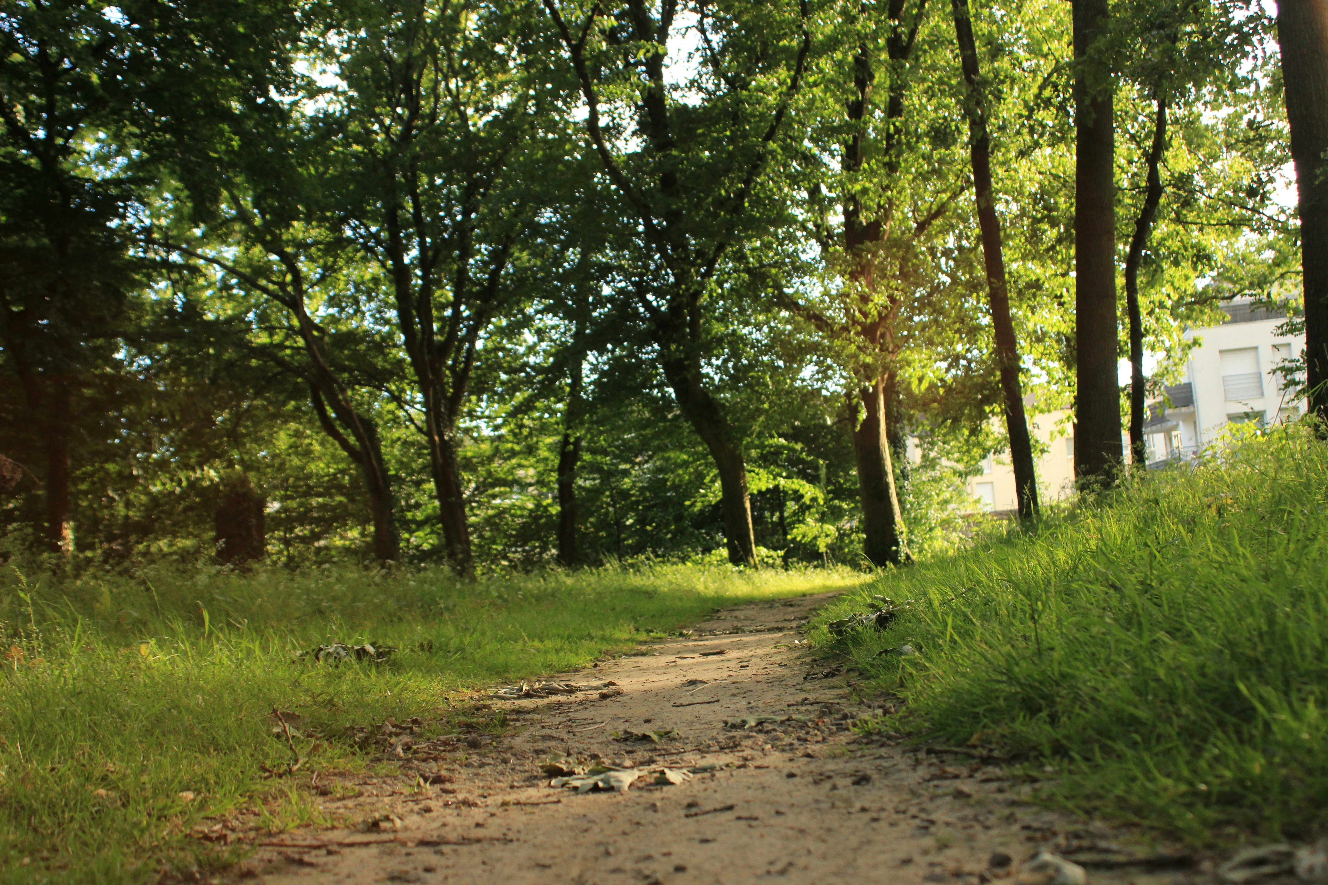 Forest Pathway: Sunlit Trail Through a Quiet Grove