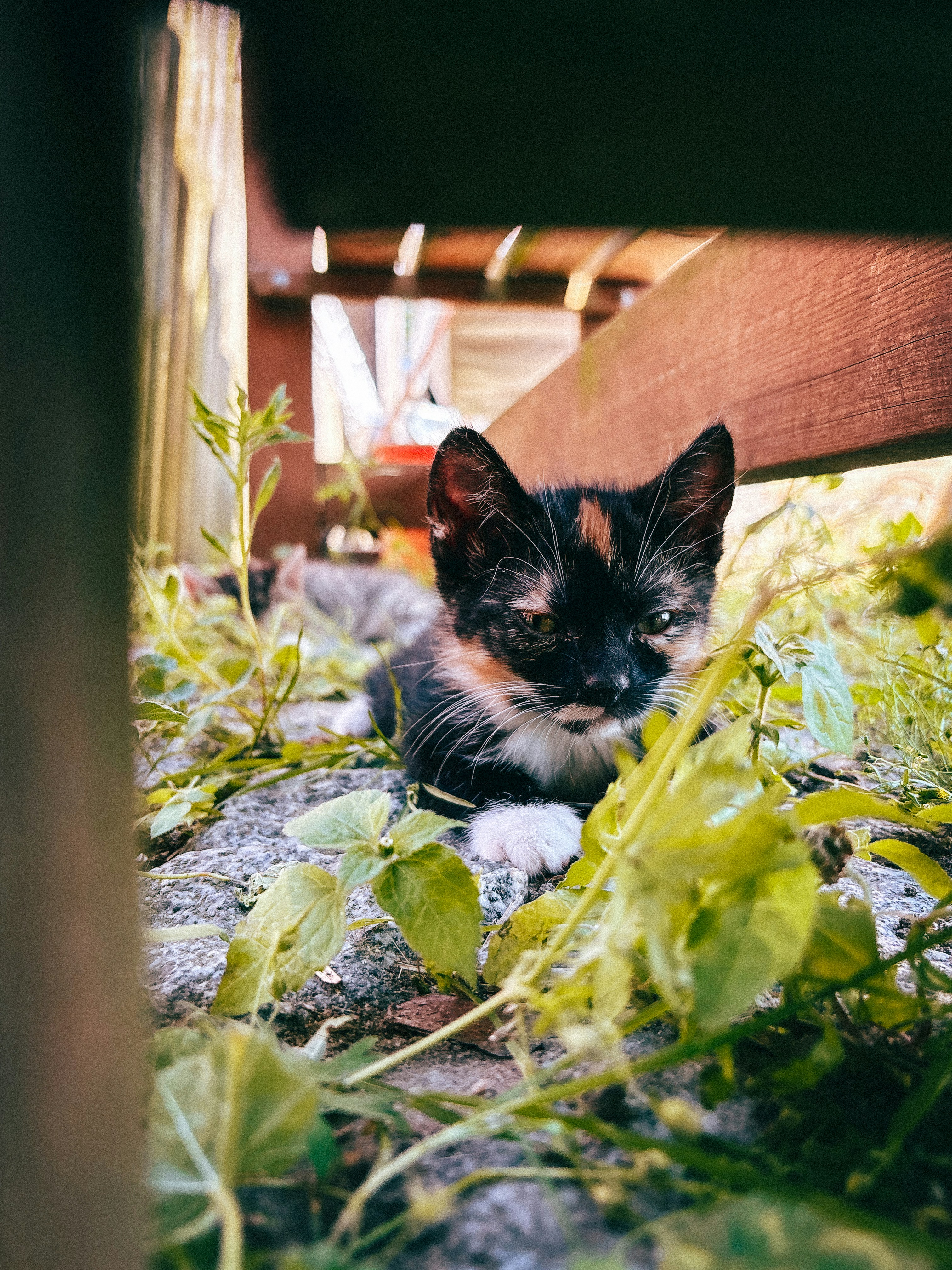 Hidden Garden Guardian: Calico Cat Among Green Tendrils