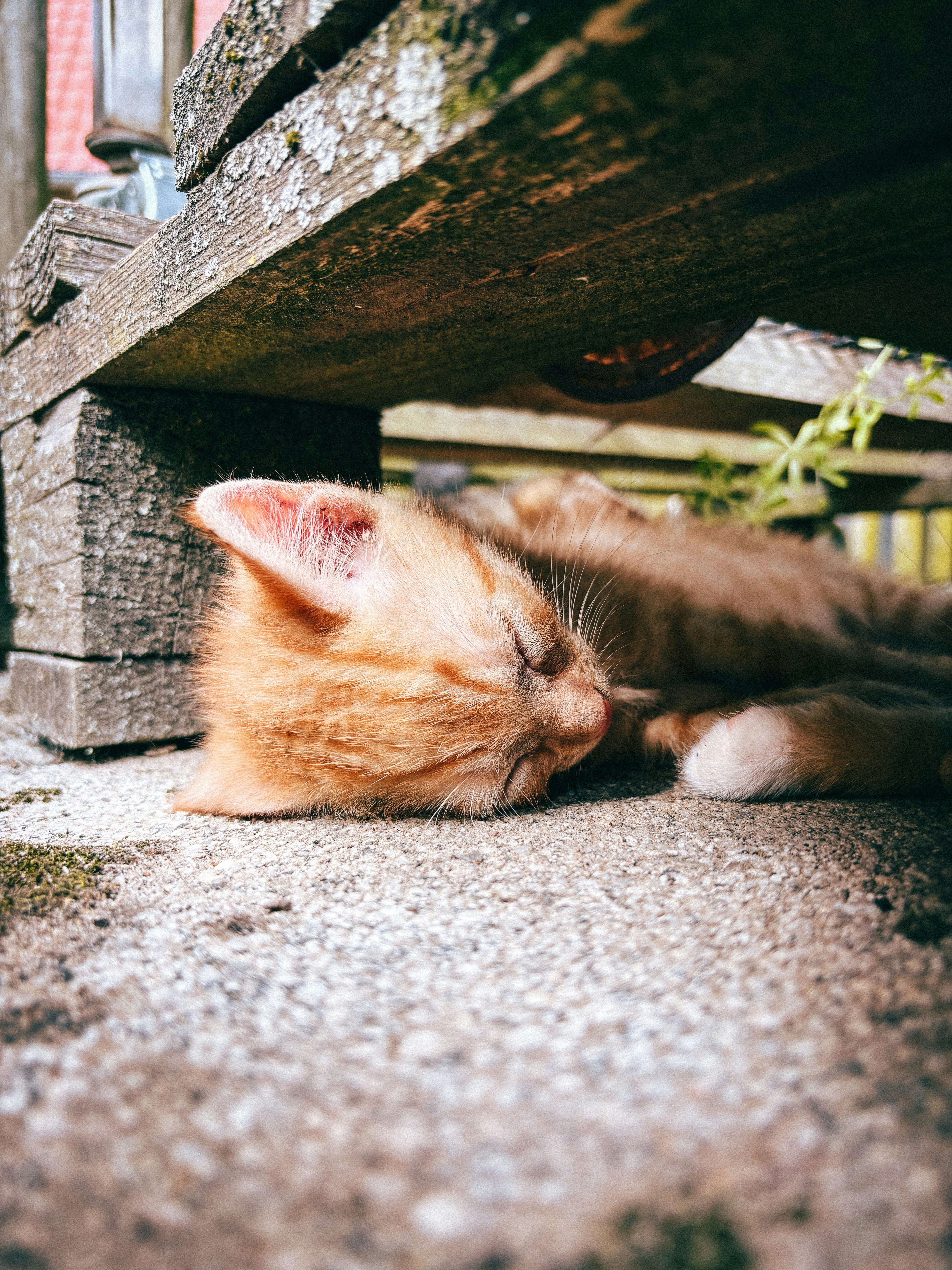 Nap under the Weathered Plank: a Ginger Kitten in Shade