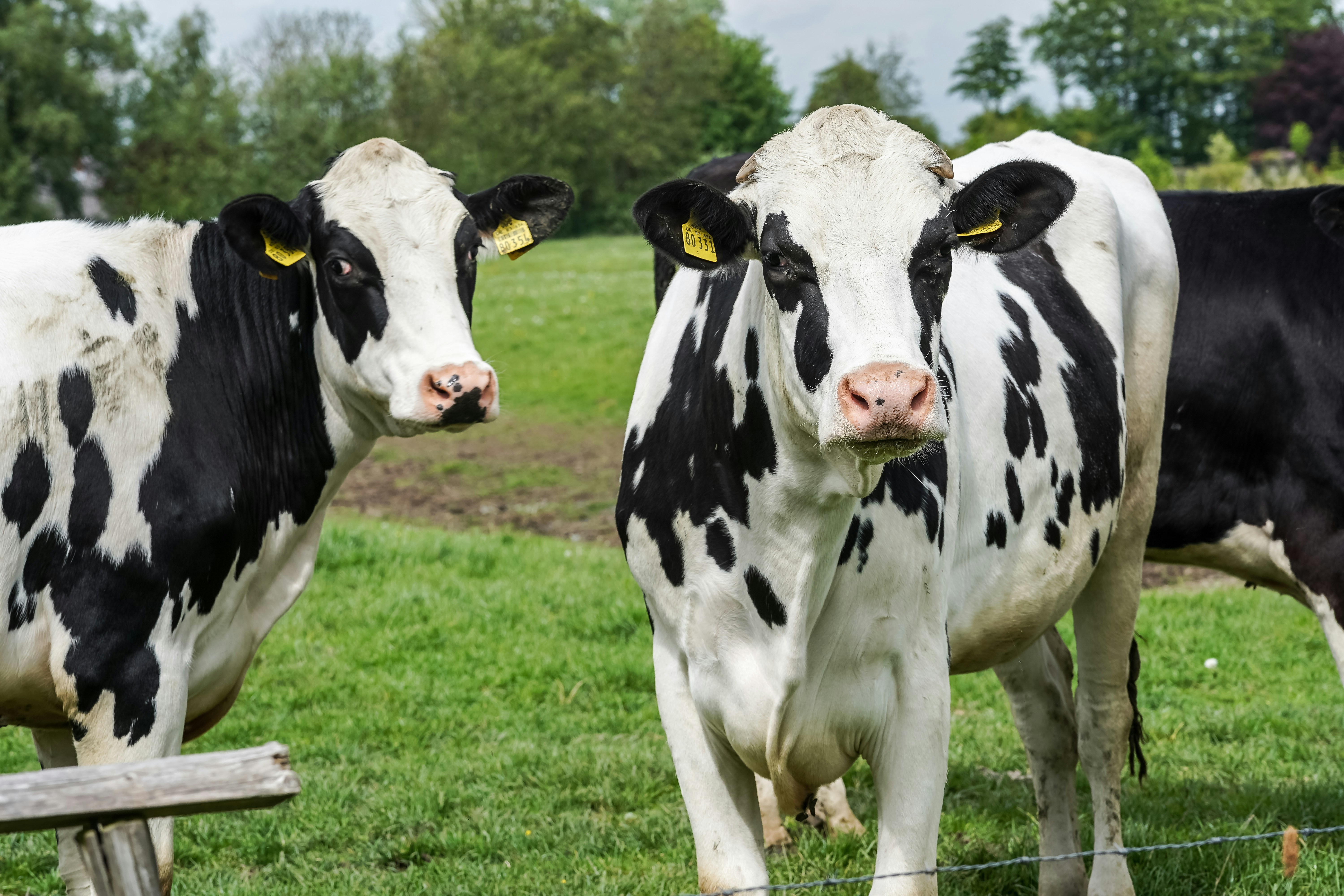 Curious Holsteins at the Fenceline