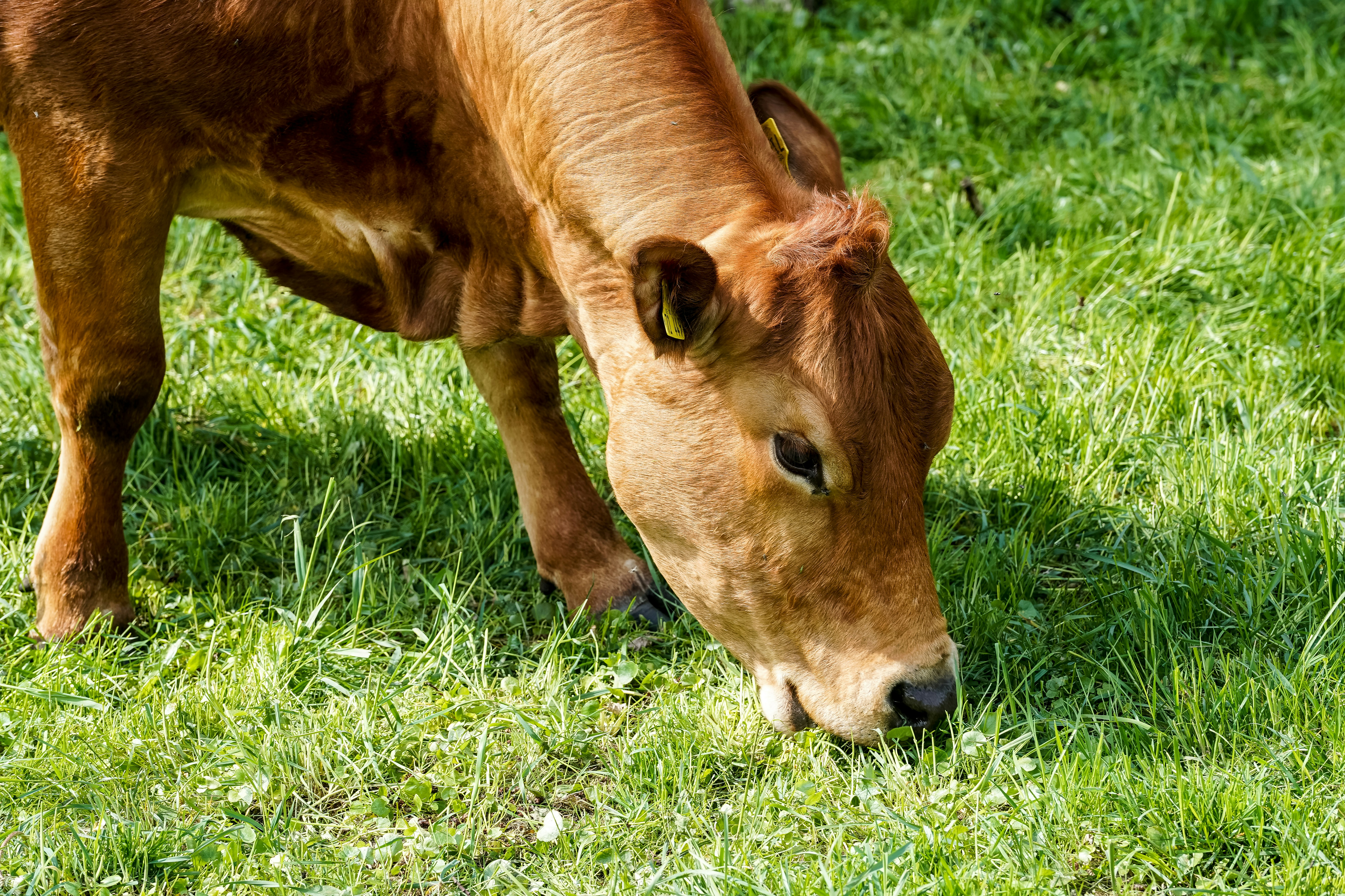 Pasture Grazer: A Brown Cow Forages in Sunlit Green