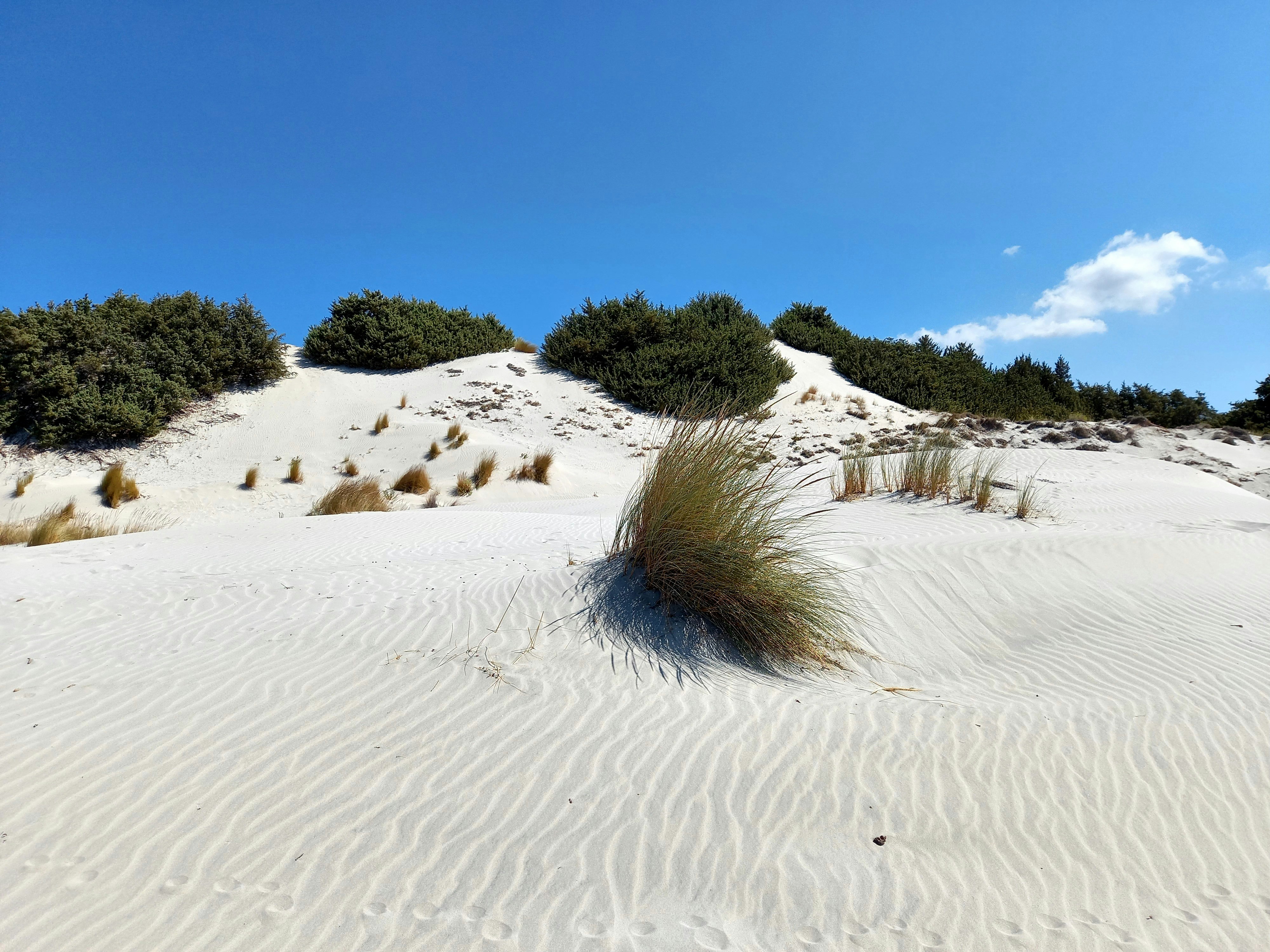 Dune Crest Quiet: Tufted Grass Against a Crisp Horizon