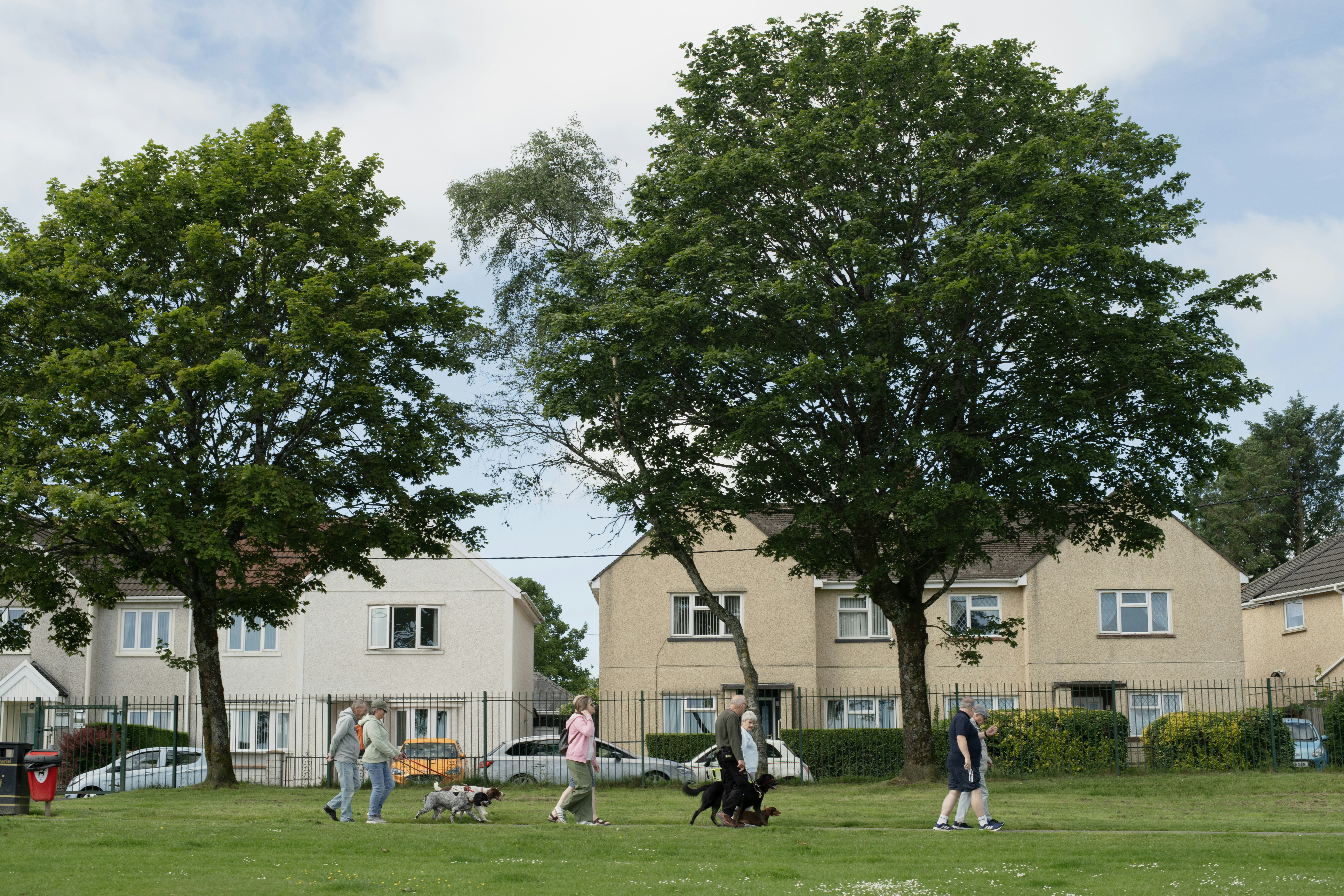 Park Strolls: a sunny afternoon with dogs and pedestrians