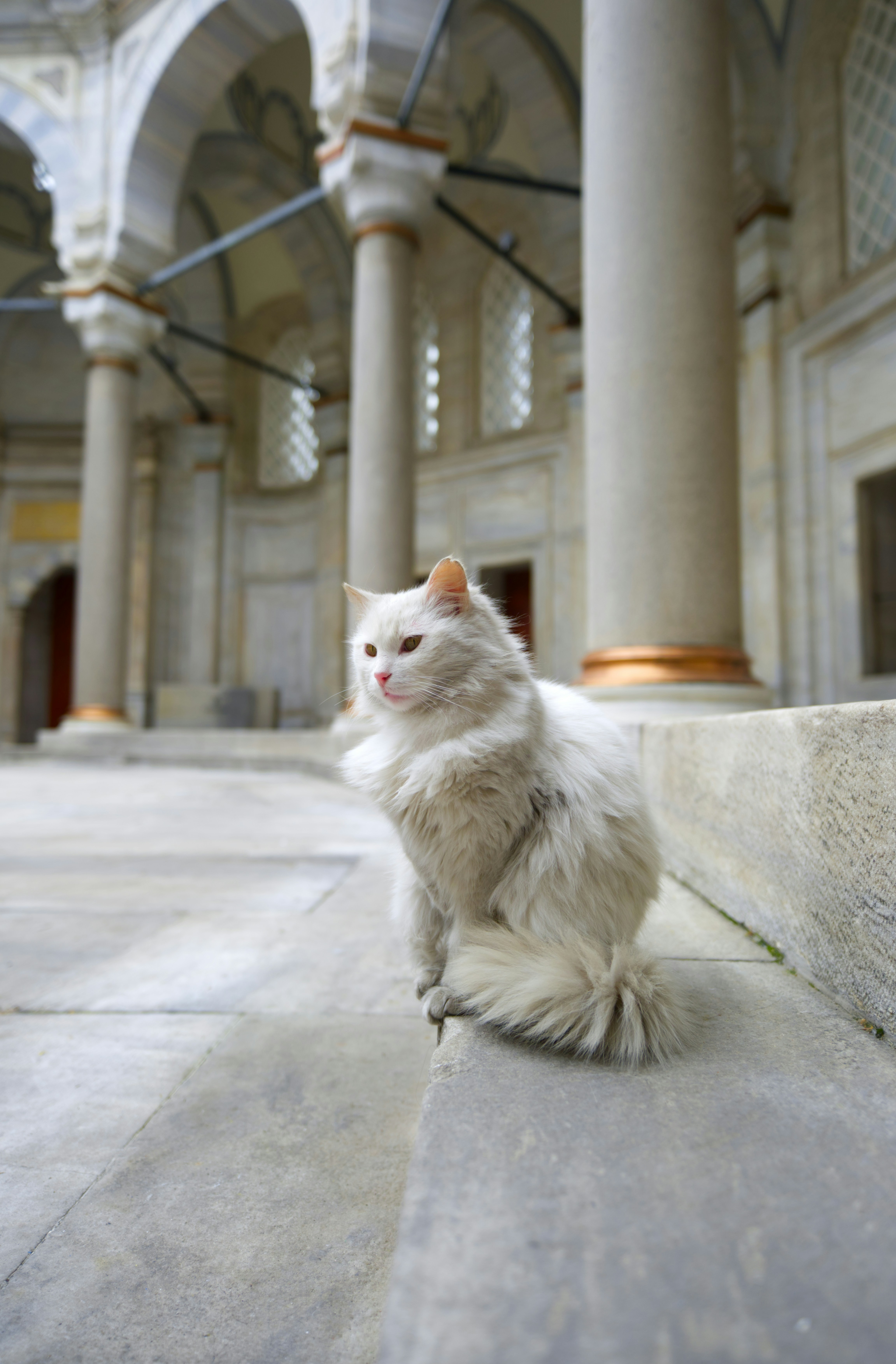White cat at the edge of an ancient courtyard