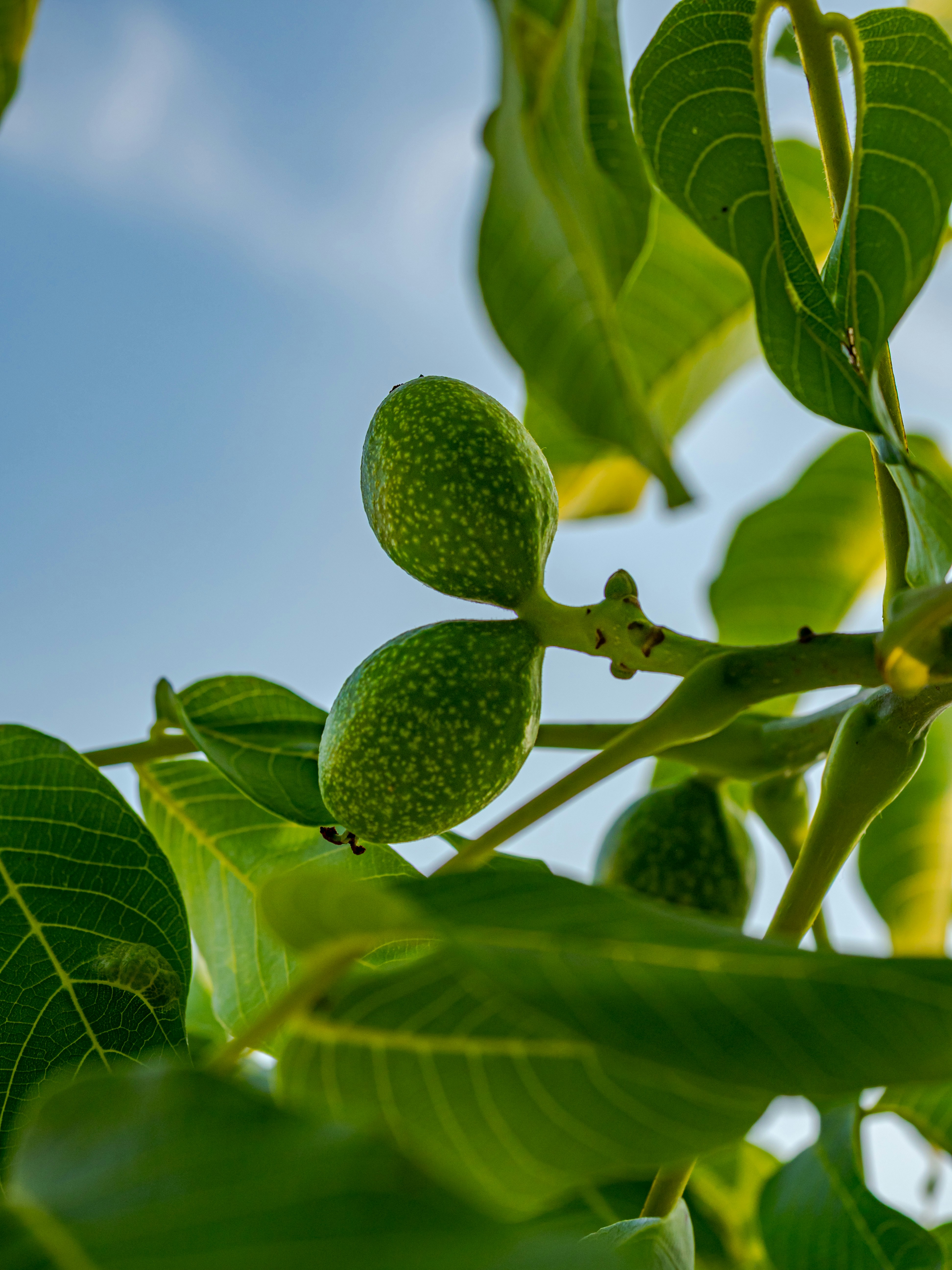 Green Fruits in Sunlit Orchard: A Close-Up on Nature's Detail