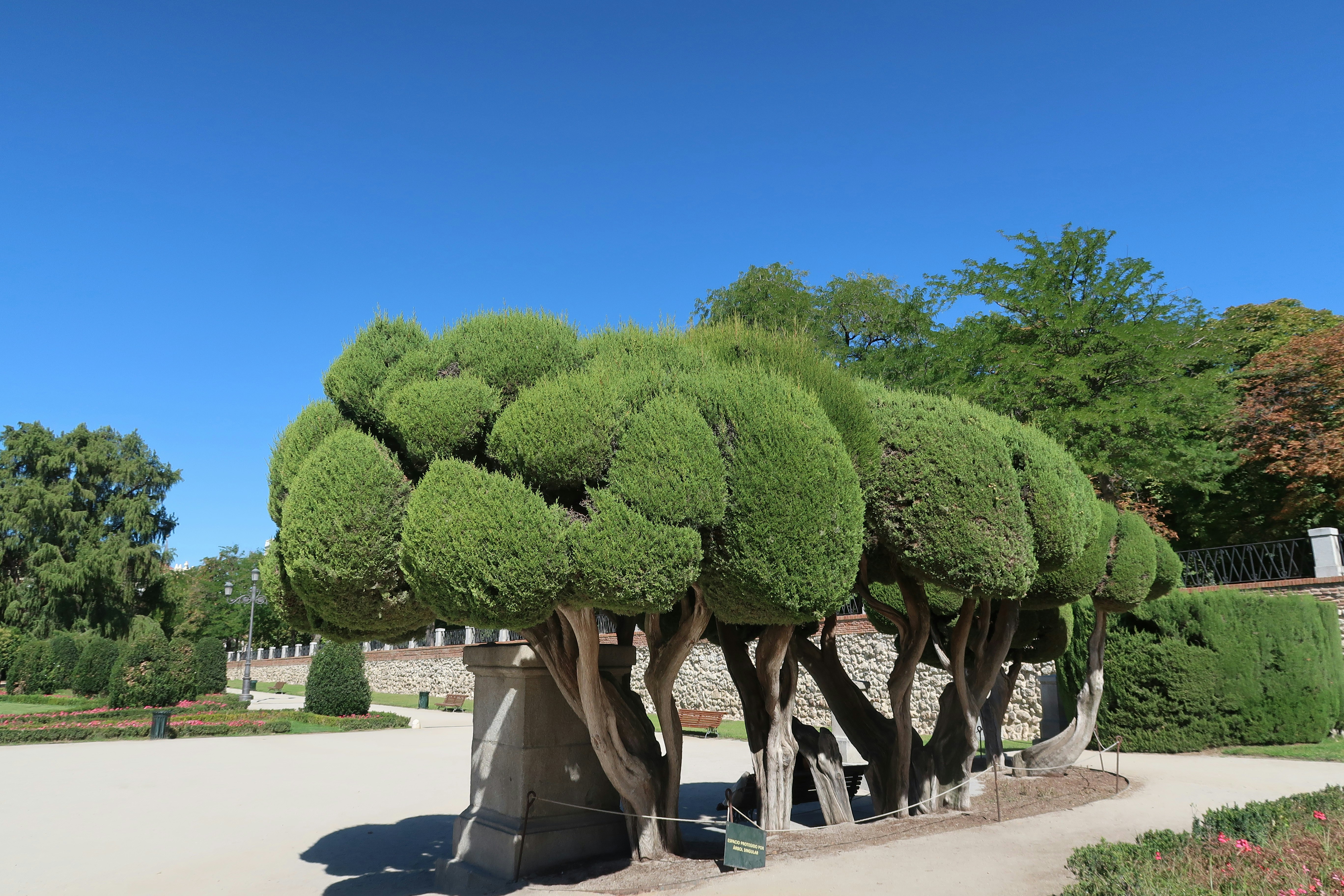 Groomed cloud-top trees lining a sunlit promenade