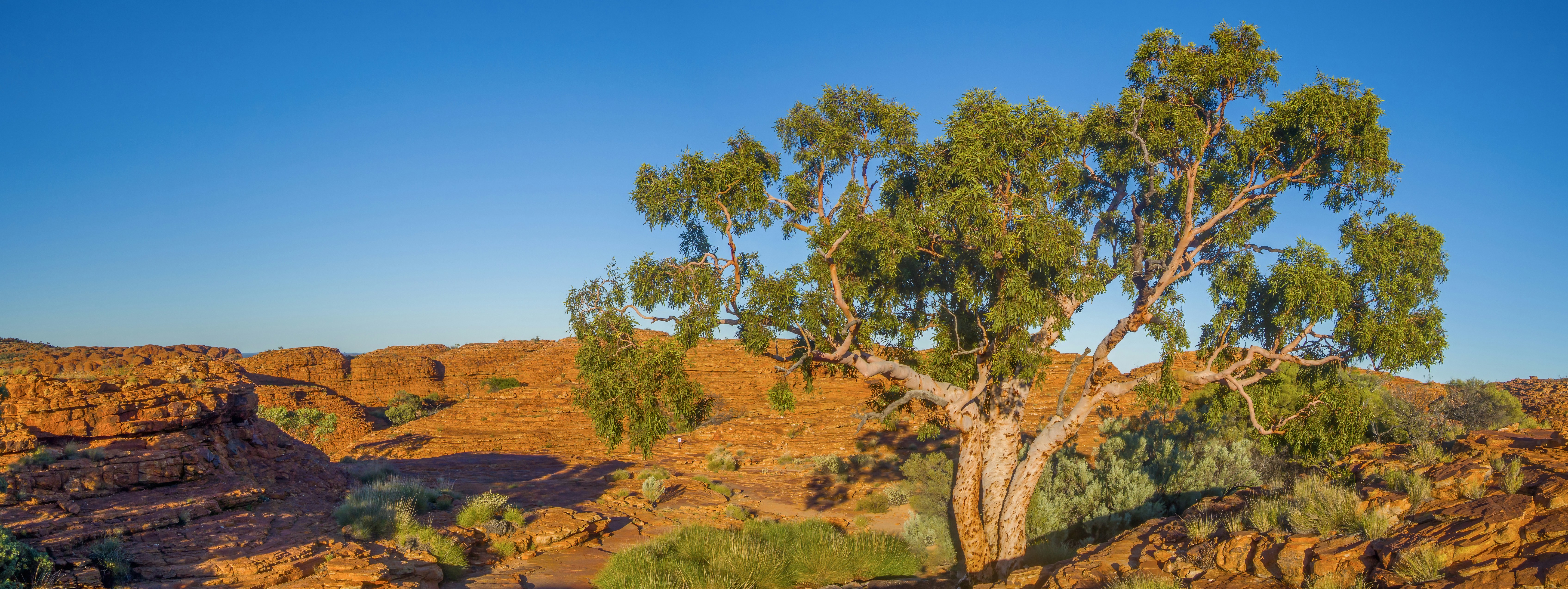 Desert Cliffscape with Taming Trees under a Clear Canvas