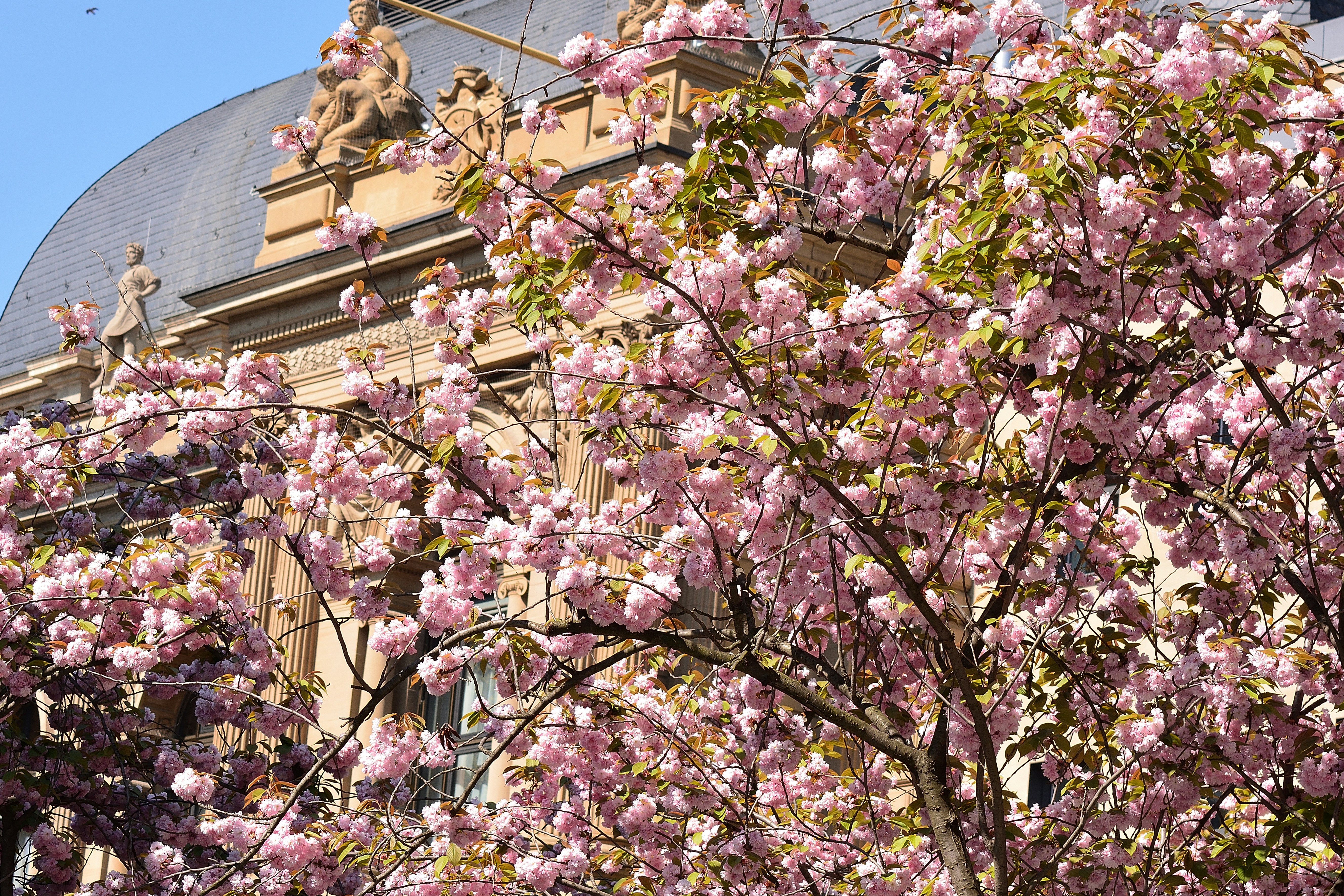 Pink cherry blossoms frame a historic building with ornate sculptures and a domed roof, adding depth to the architectural scene. The image captures a springtime contrast between delicate florals and solid stonework.