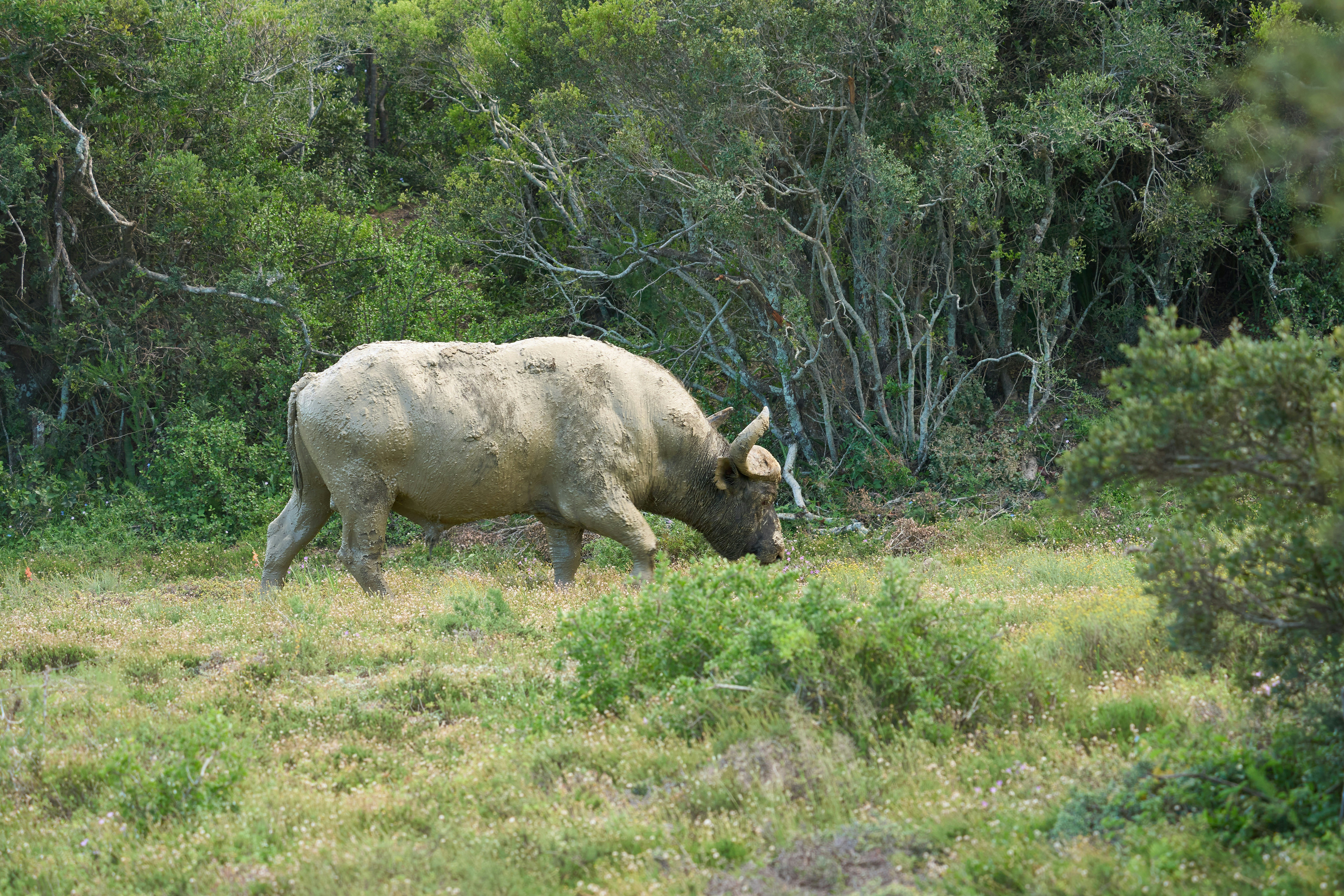 The Grazing Bull in Quiet Green Expanse