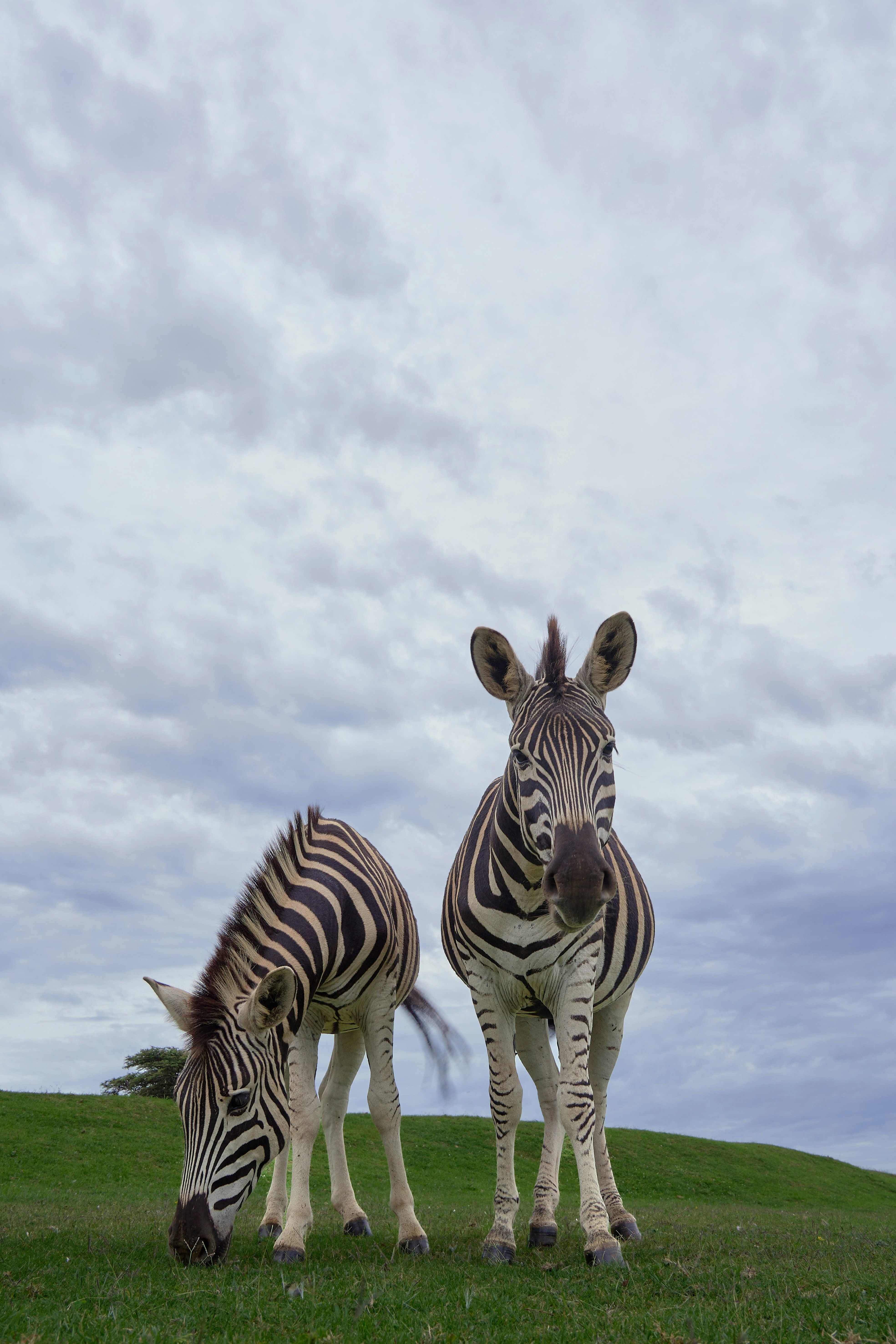 Two Zebras in a Gentle Field under a Cloudy Sky