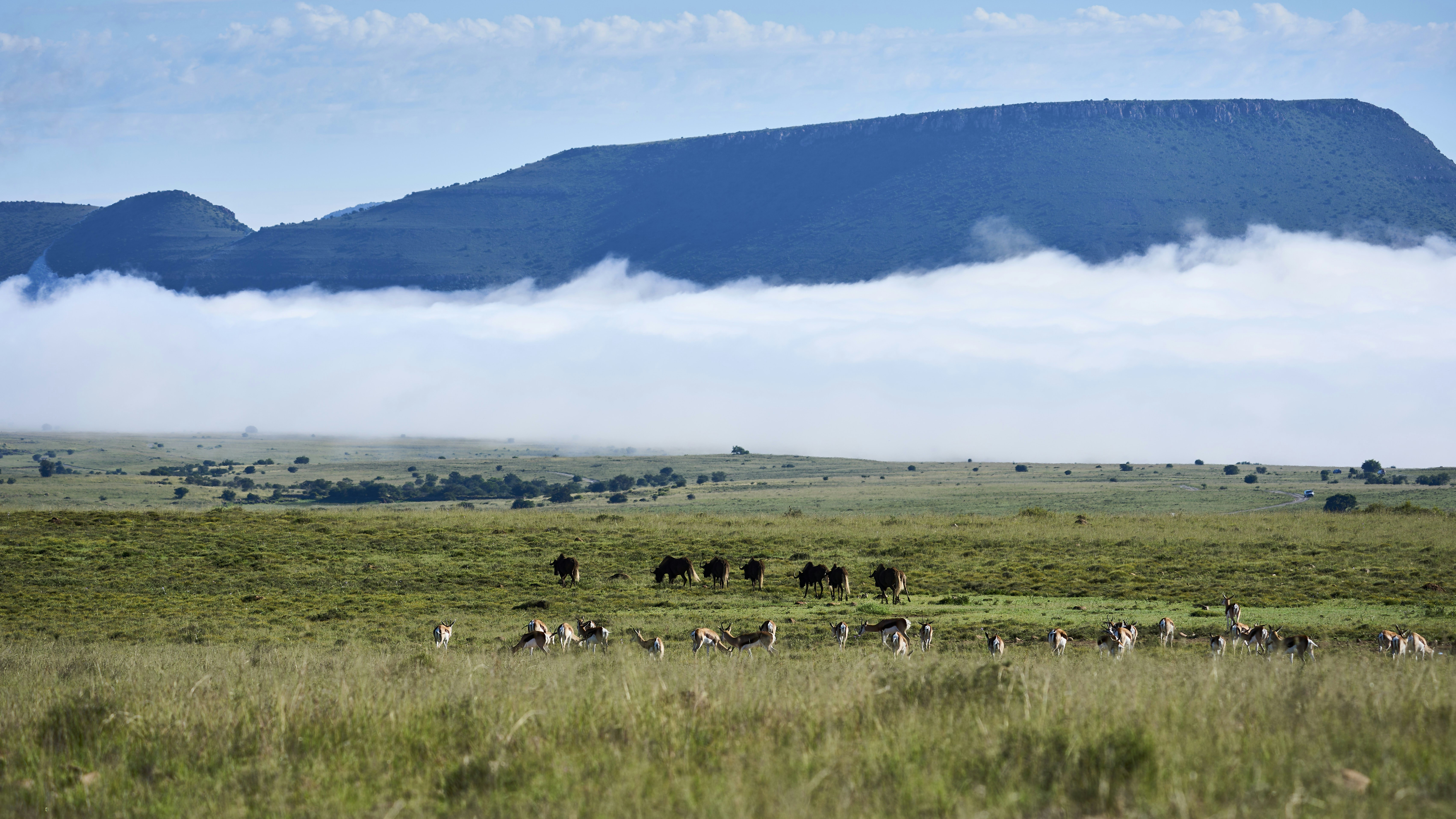 Low-Cloud Plain: A Herd Crossing Frame under the Table Mountain Ridge