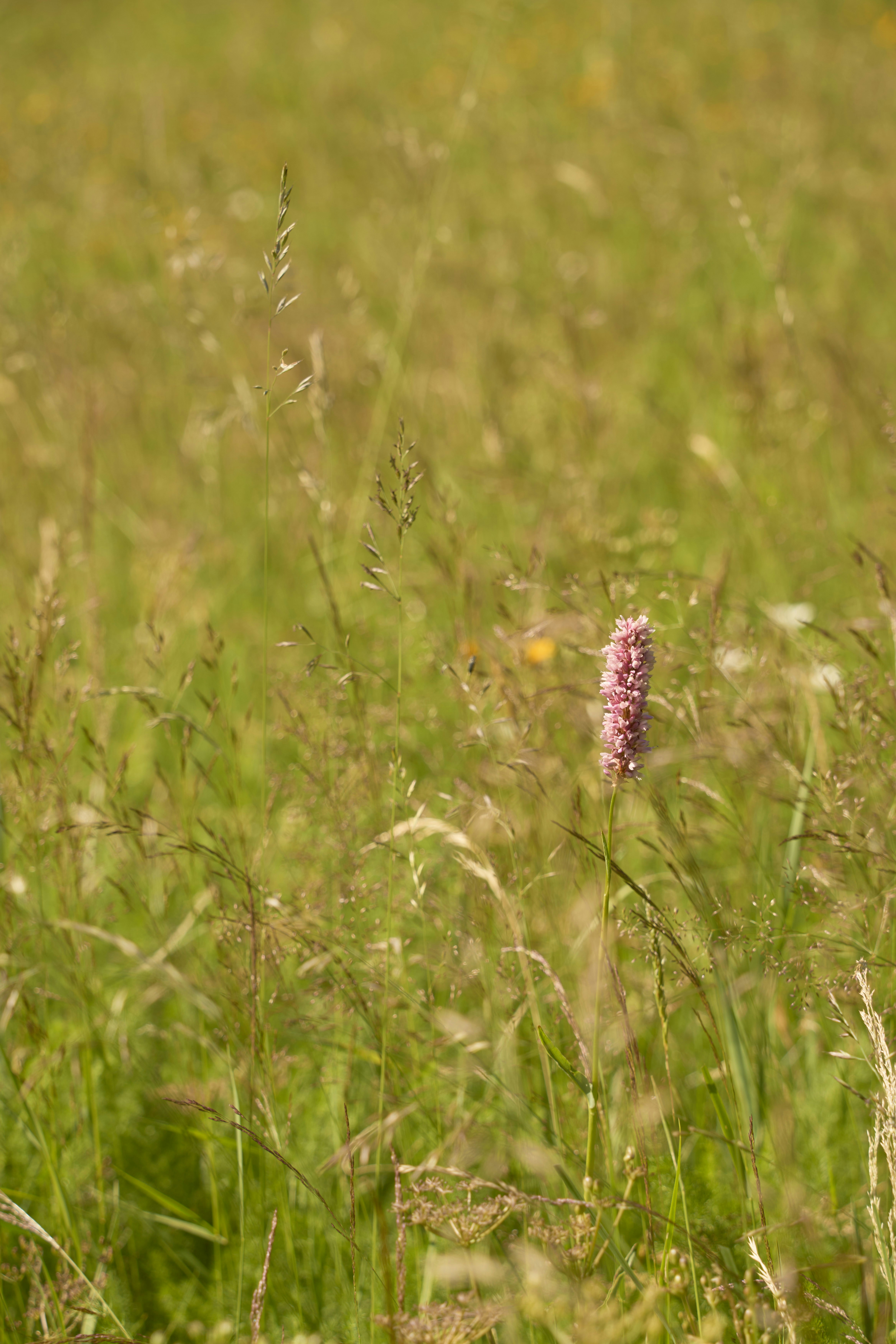 Single pink spike in a sunlit meadow