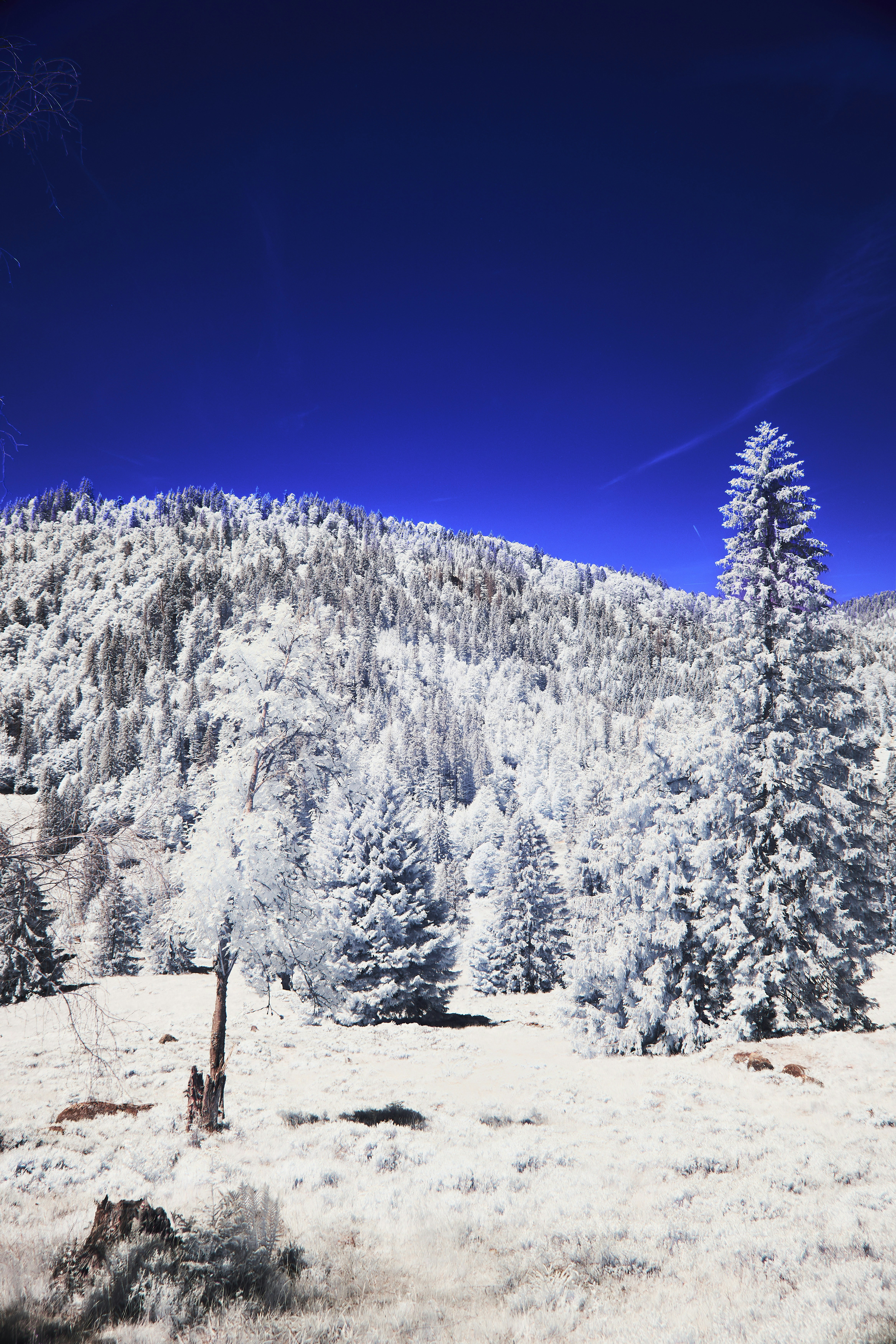 Snow-Crowned Pines Under a Velvet Sky