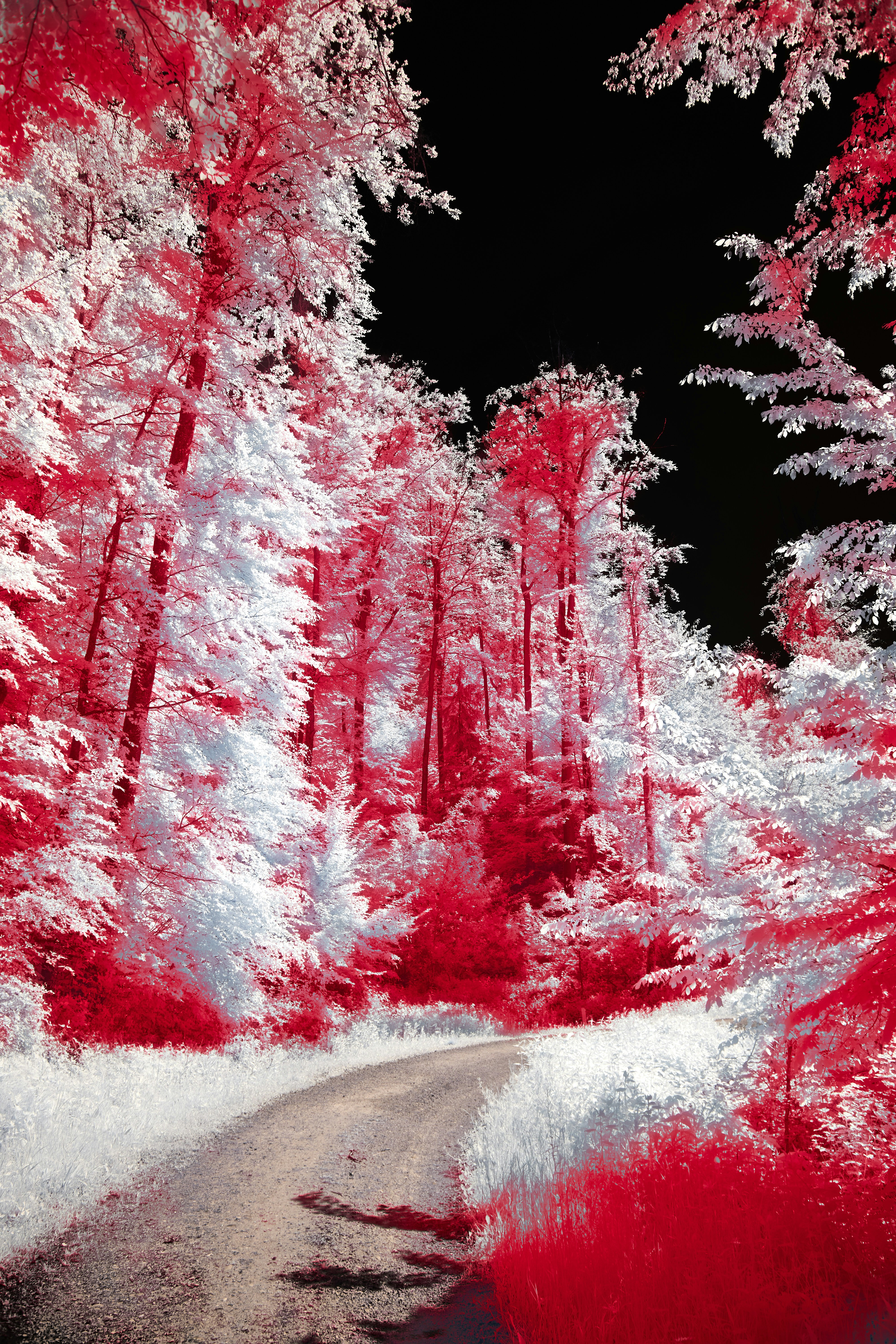Infrared Trail Through Crimson Pines