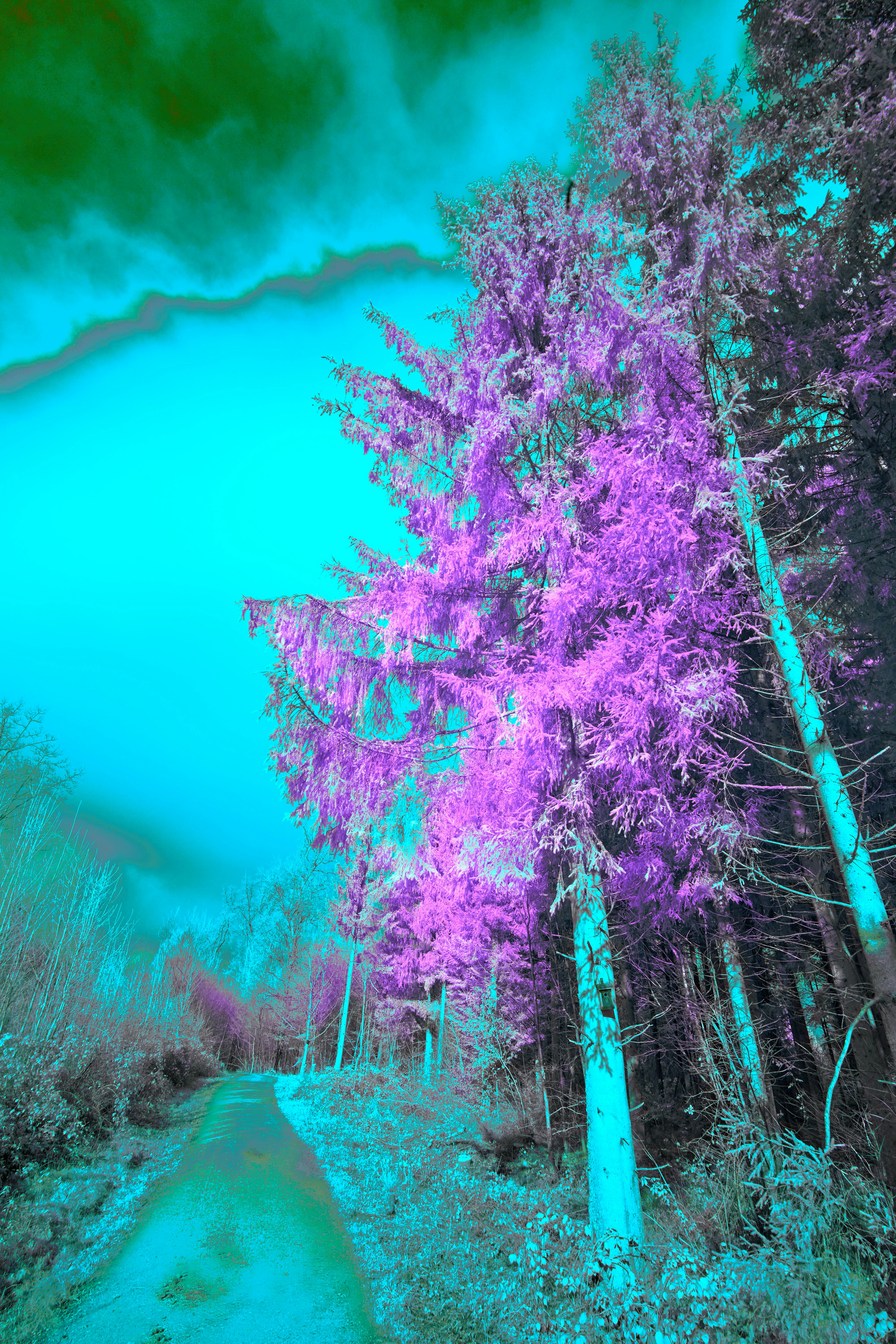 Surreal Violet Pines Under Cyan Skies