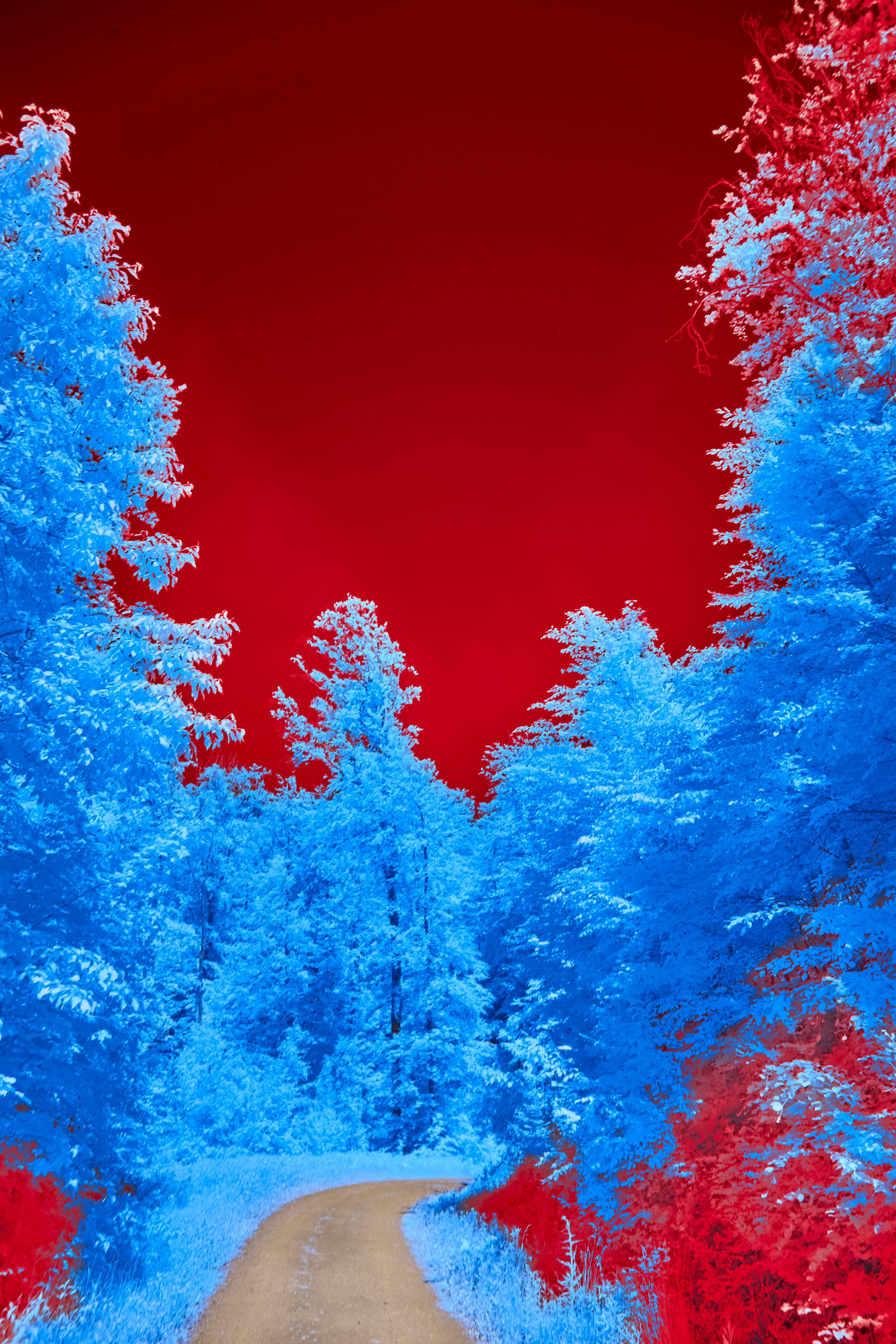 Inverse Forest: A Path Through Violet Pines Beneath a Crimson Sky