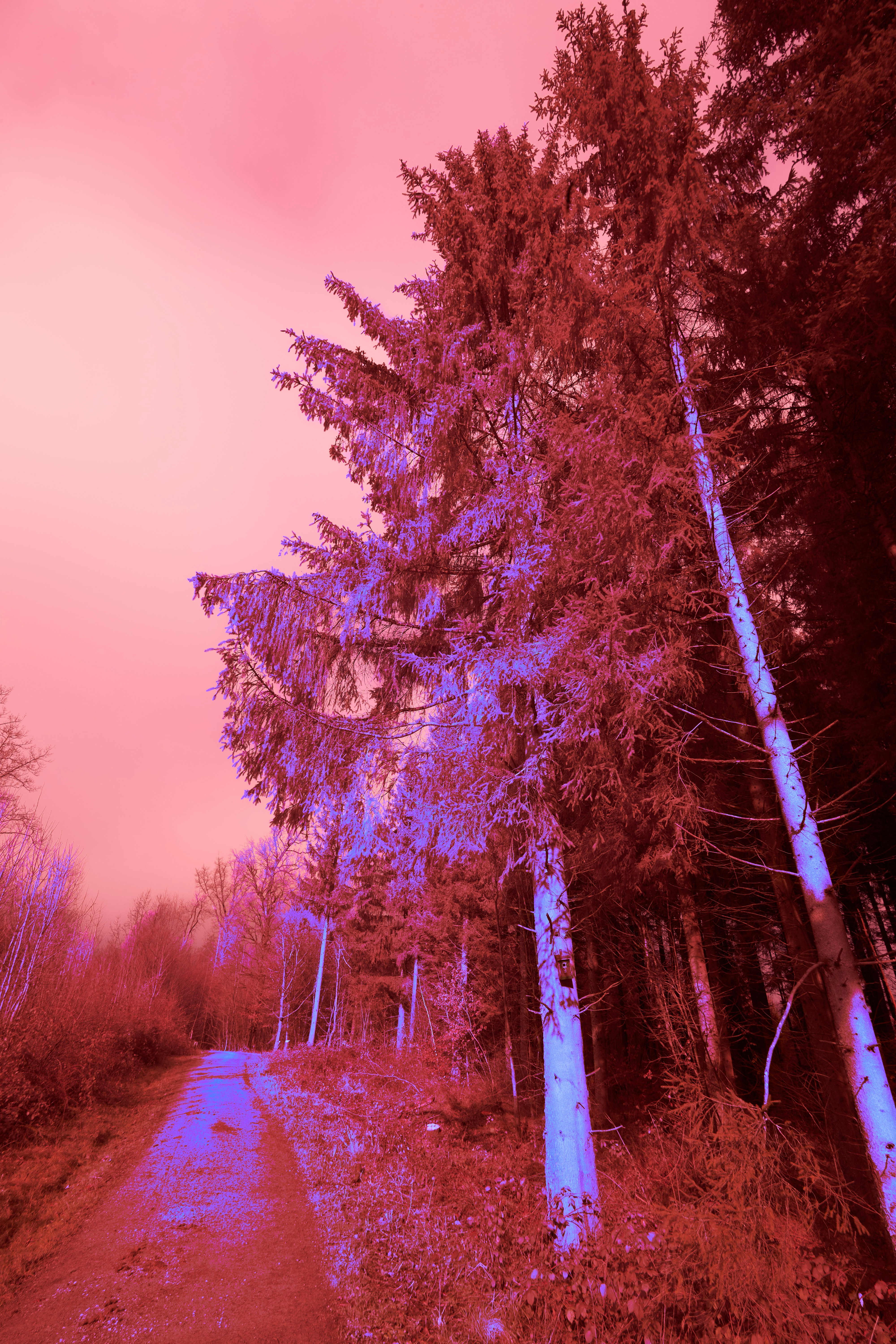 Sunlit Path Through Indigo Pines
