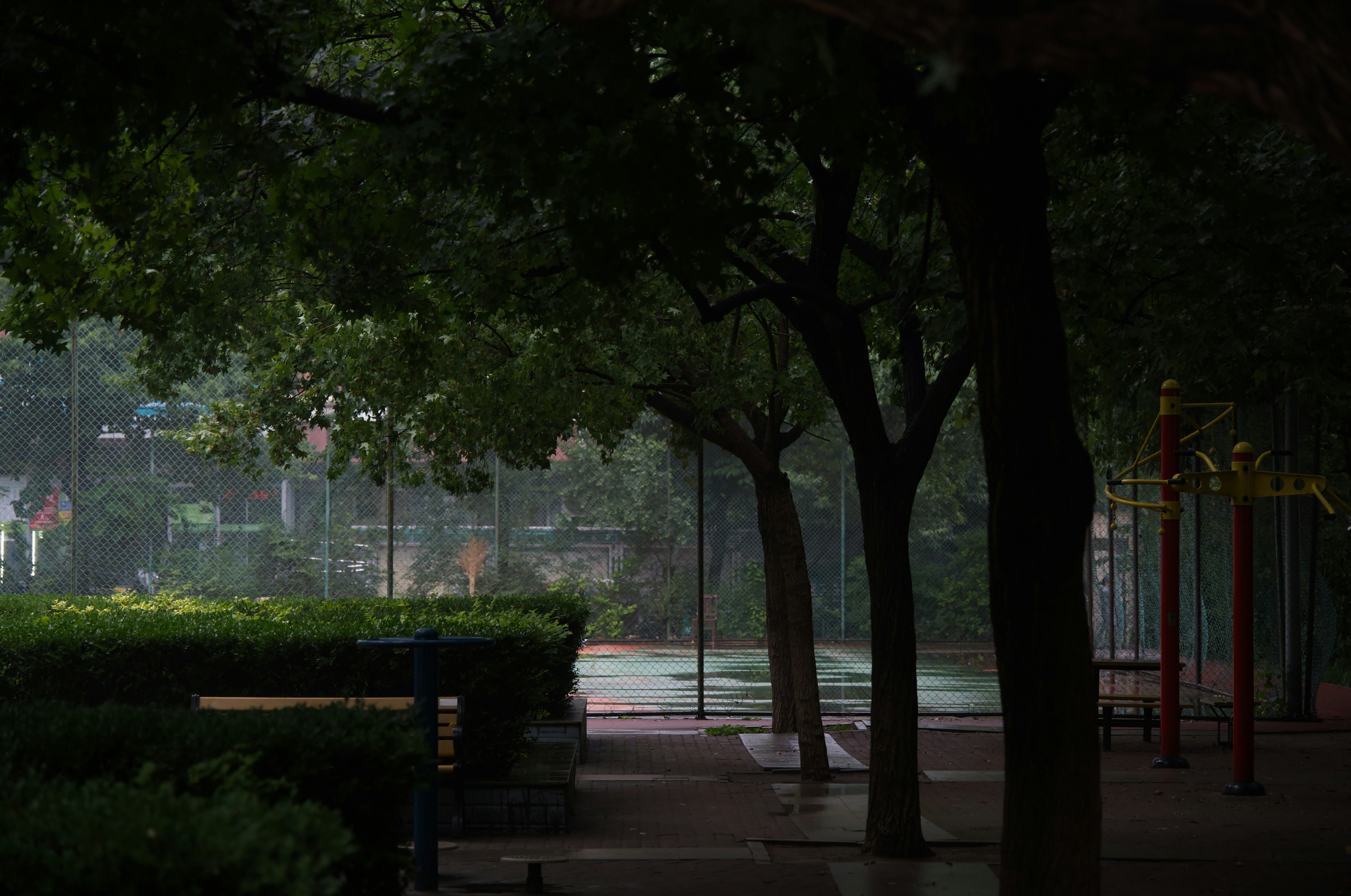 Dappled Walkway in Evening Park Beneath Quiet Canopy