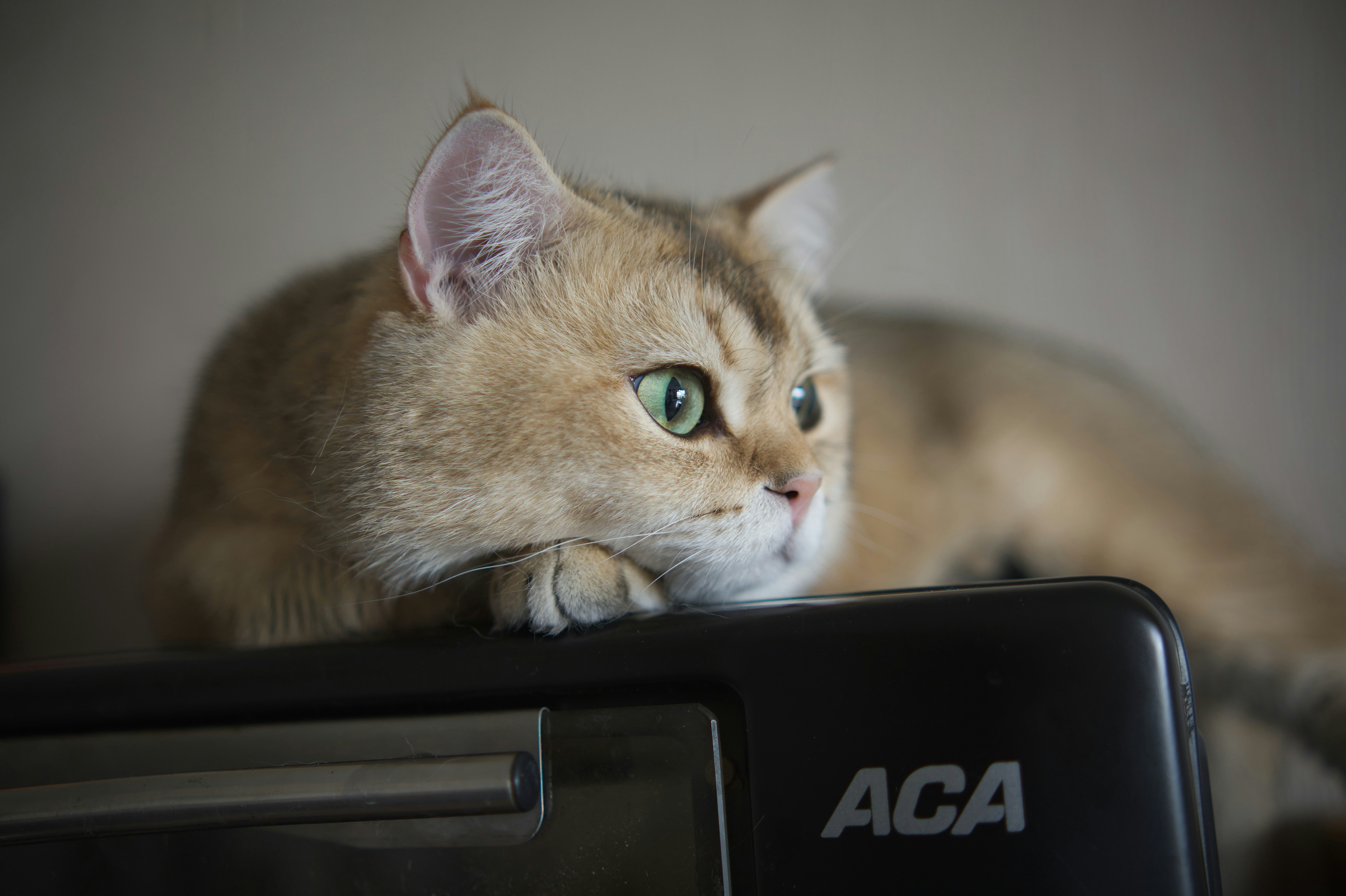 Kitten on Watchful Guard: A Quiet Moment Above the Printer