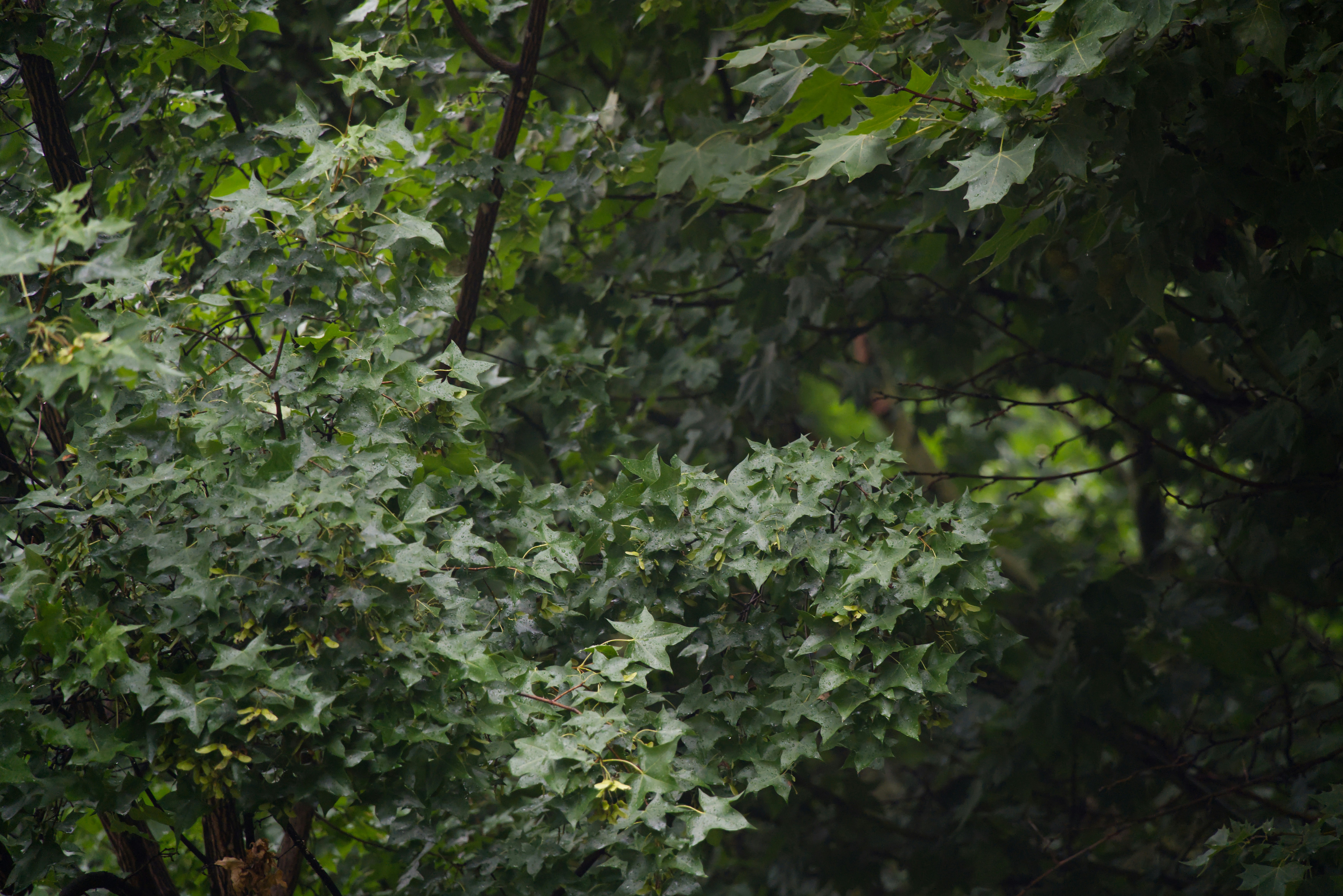 Emerald Canopy: A Quiet Mosaic of Maple Foliage