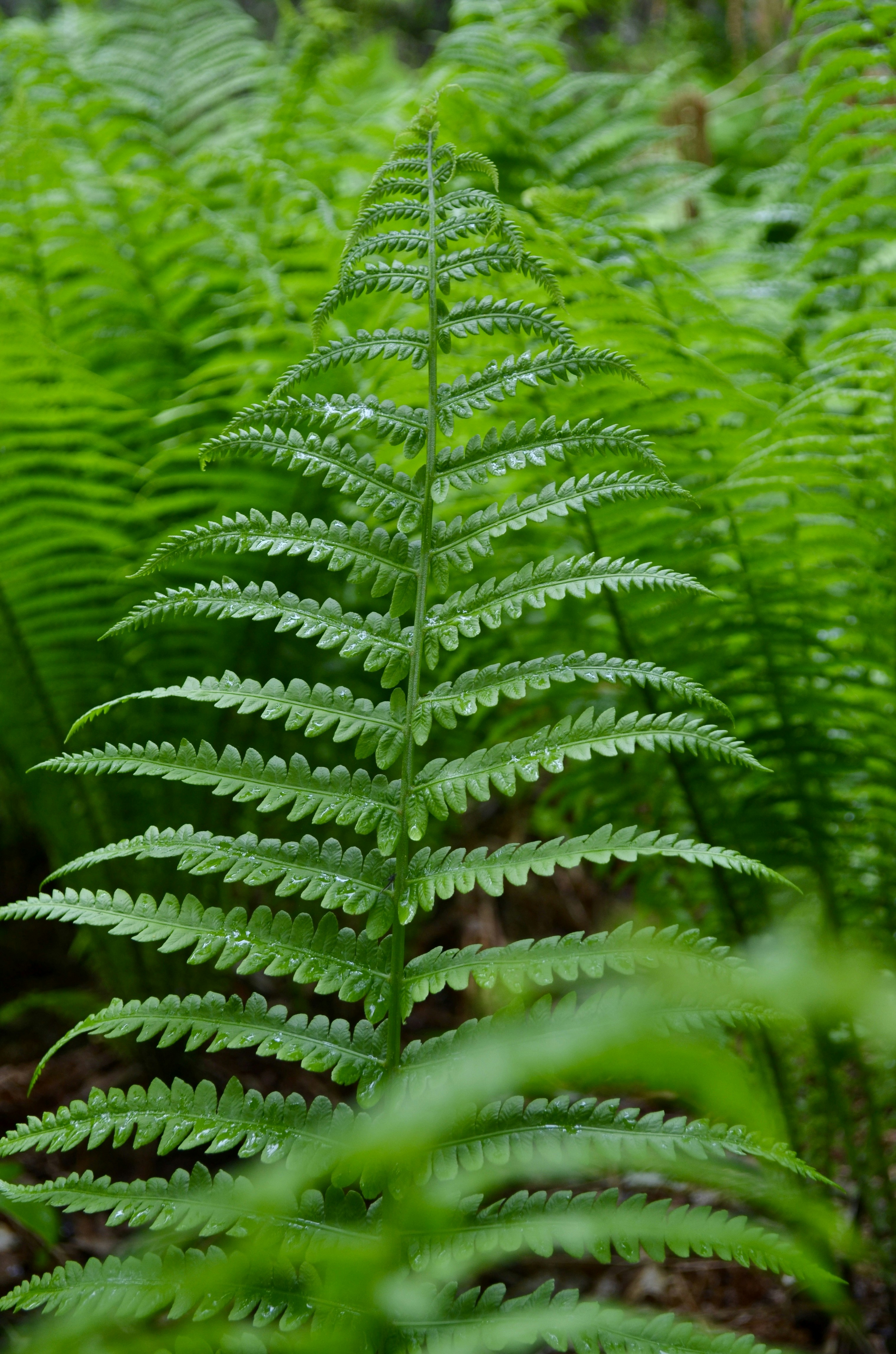 Fern Crown: A Central Frond Illuminates the Deep Green Corridor